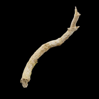 Realistic Tree Branch - 3D Model by Green Lander