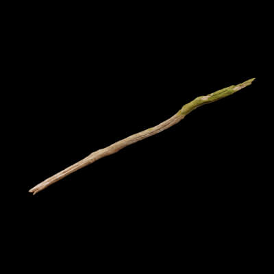 Realistic Tree Branch - 3D Model by Green Lander