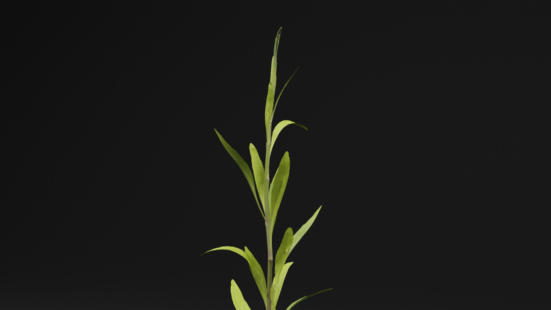 Realistic Weed Plant - 3D Model by Green Lander