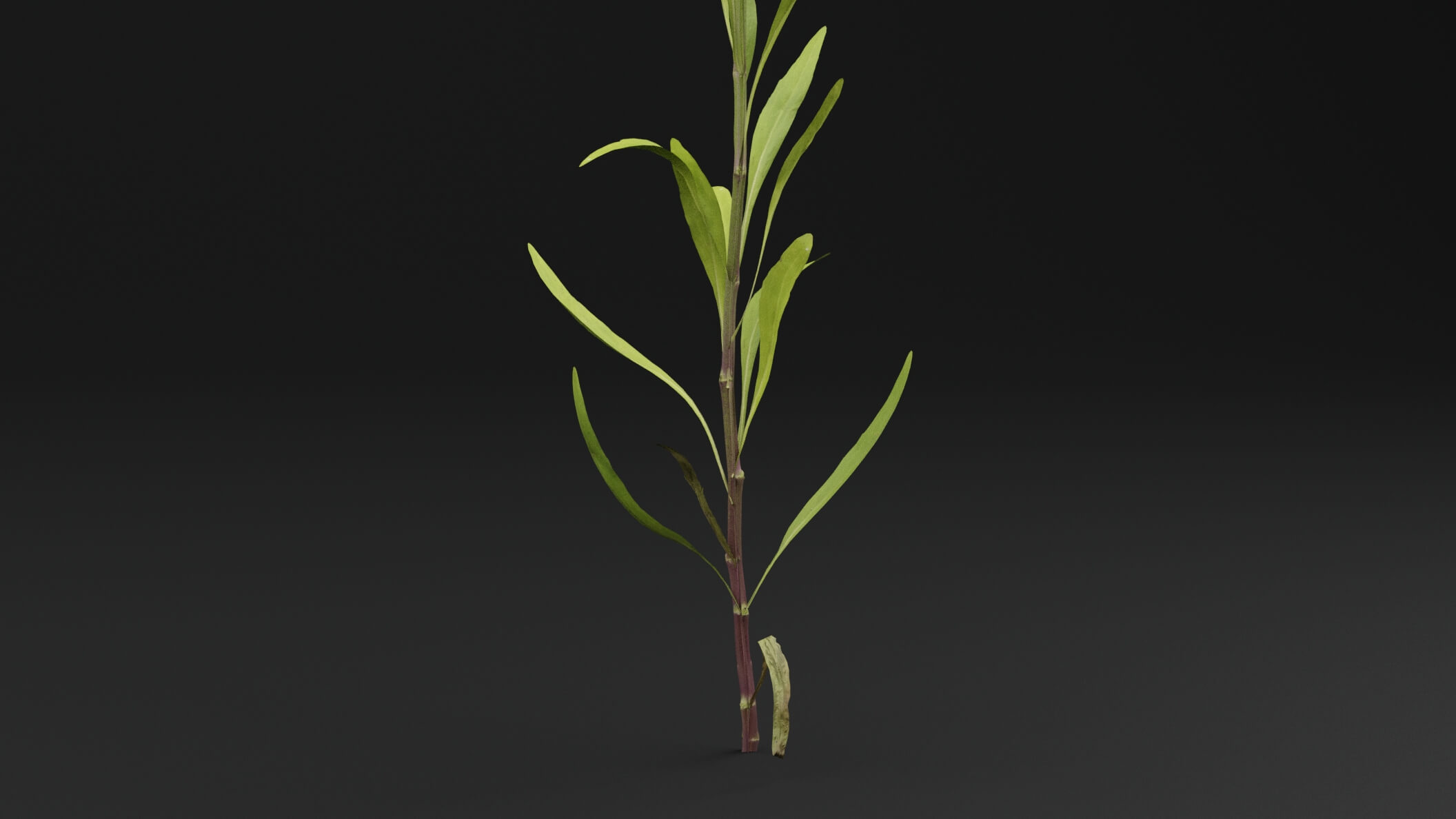 Realistic Weed Plant - 3D Model by Green Lander