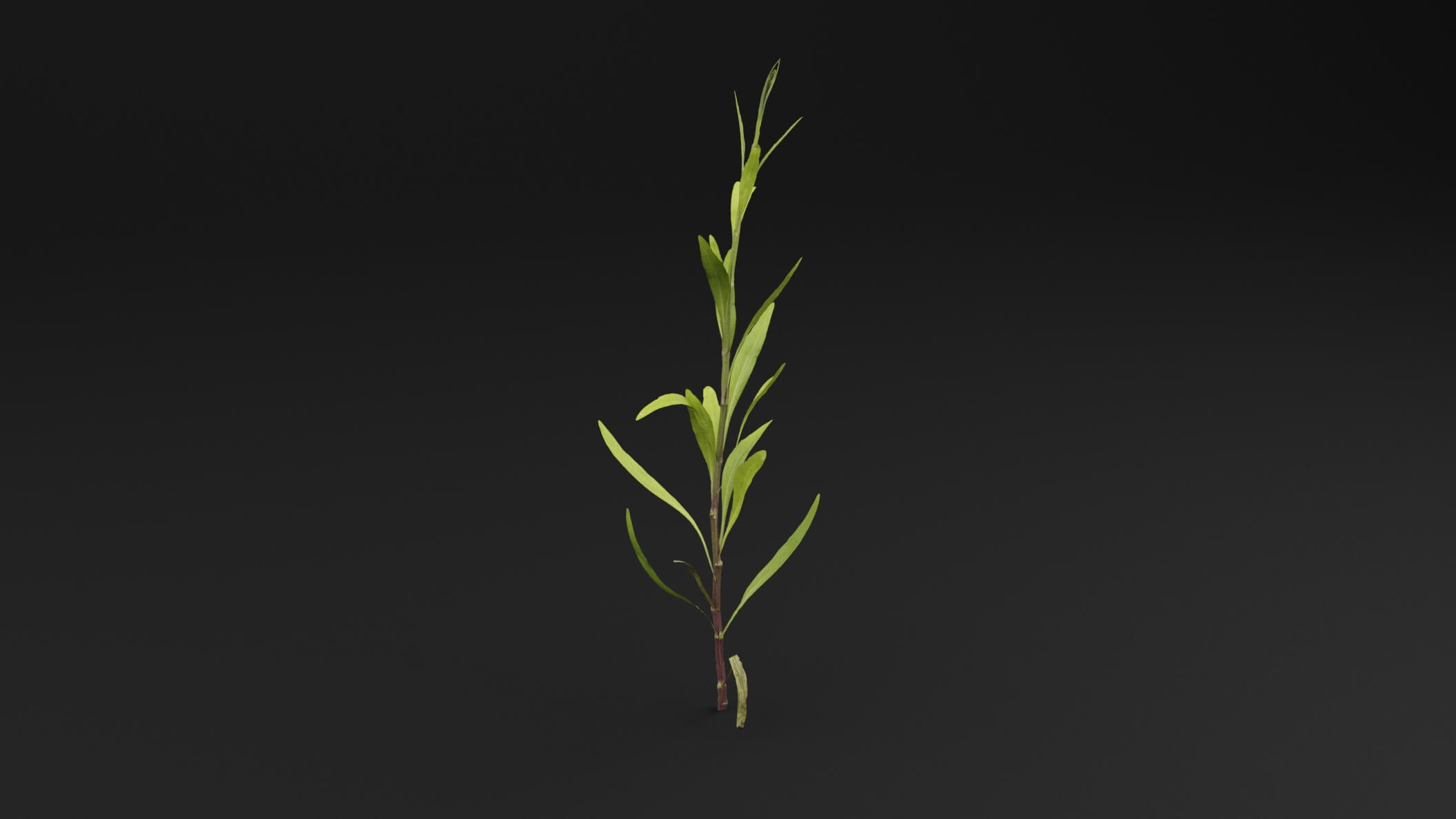 Realistic Weed Plant - 3D Model by Green Lander