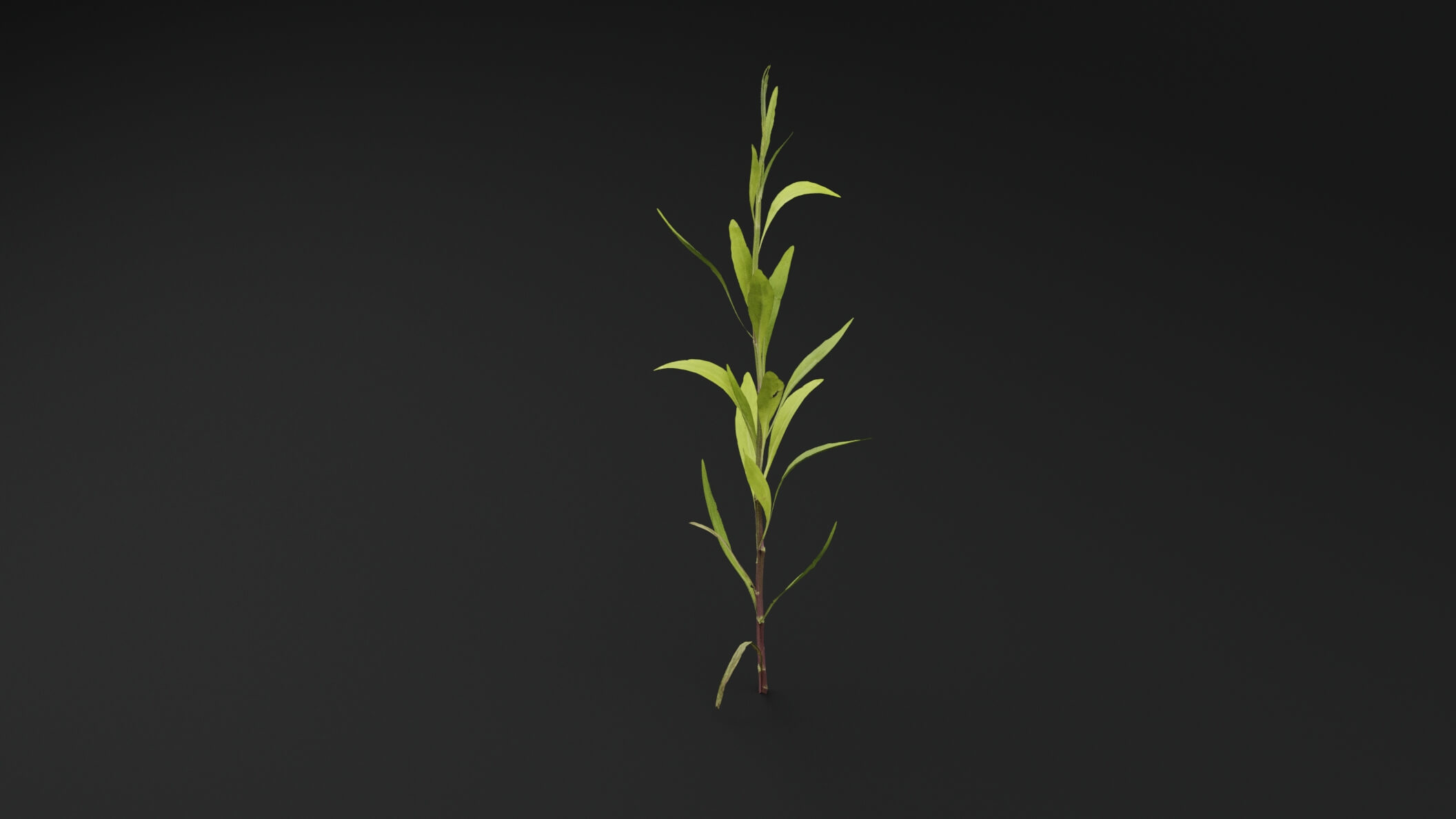Realistic Weed Plant - 3D Model by Green Lander