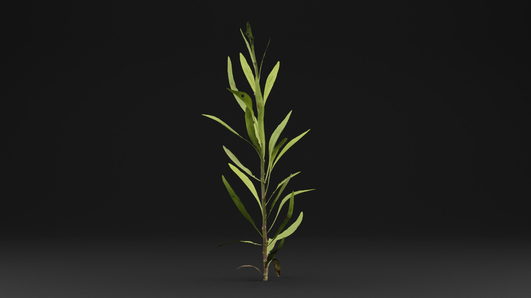Realistic Weed Plant - 3D Model by Green Lander