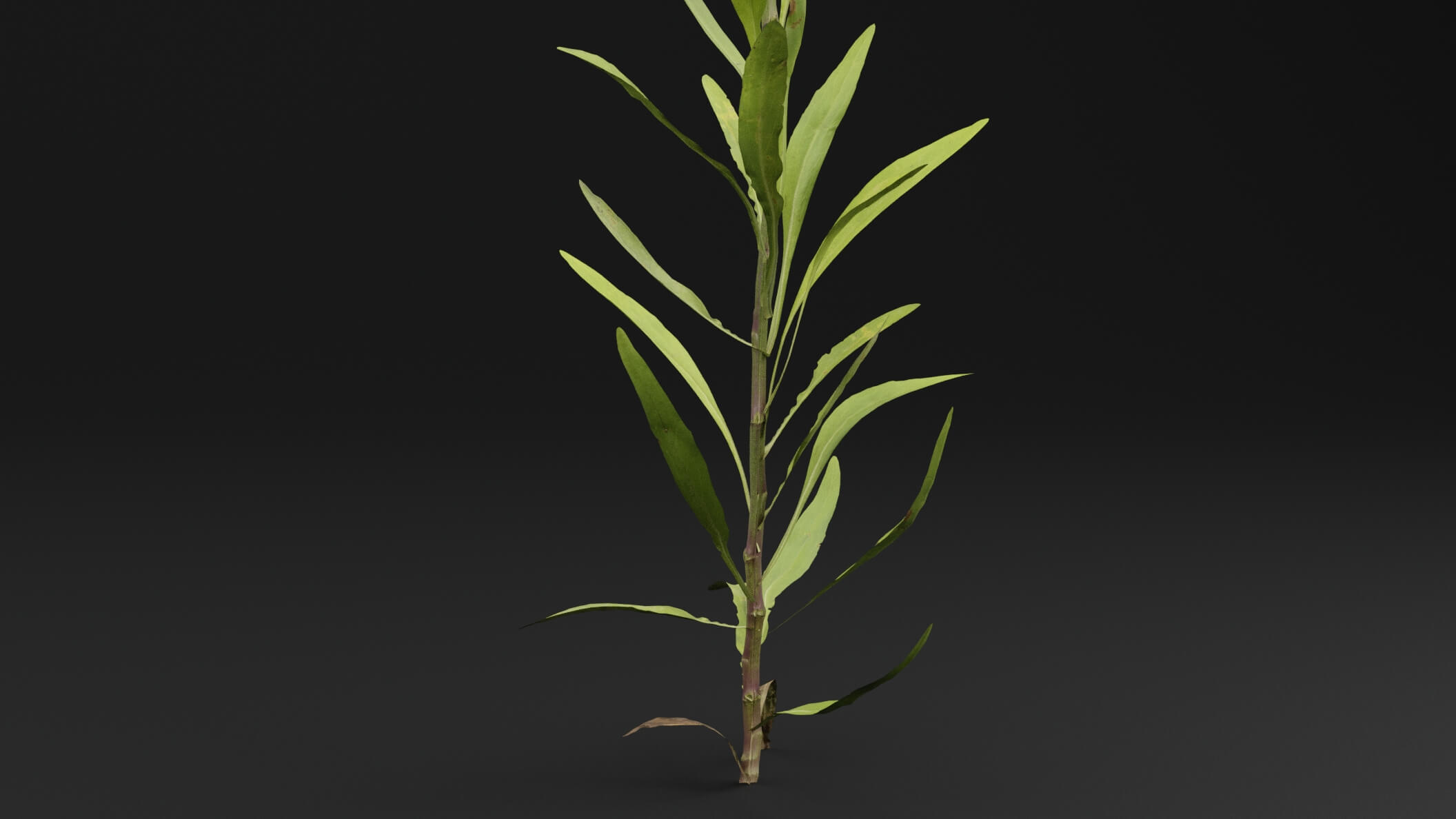 Realistic Weed Plant - 3D Model by Green Lander