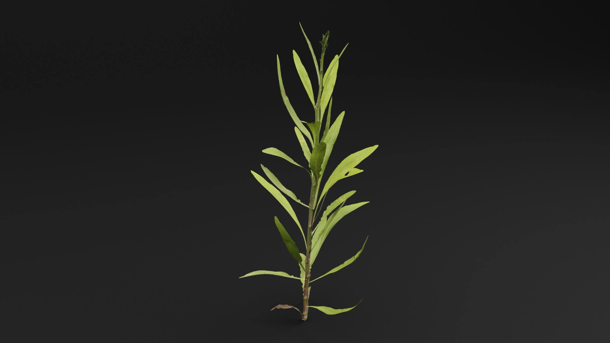 Realistic Weed Plant - 3D Model by Green Lander