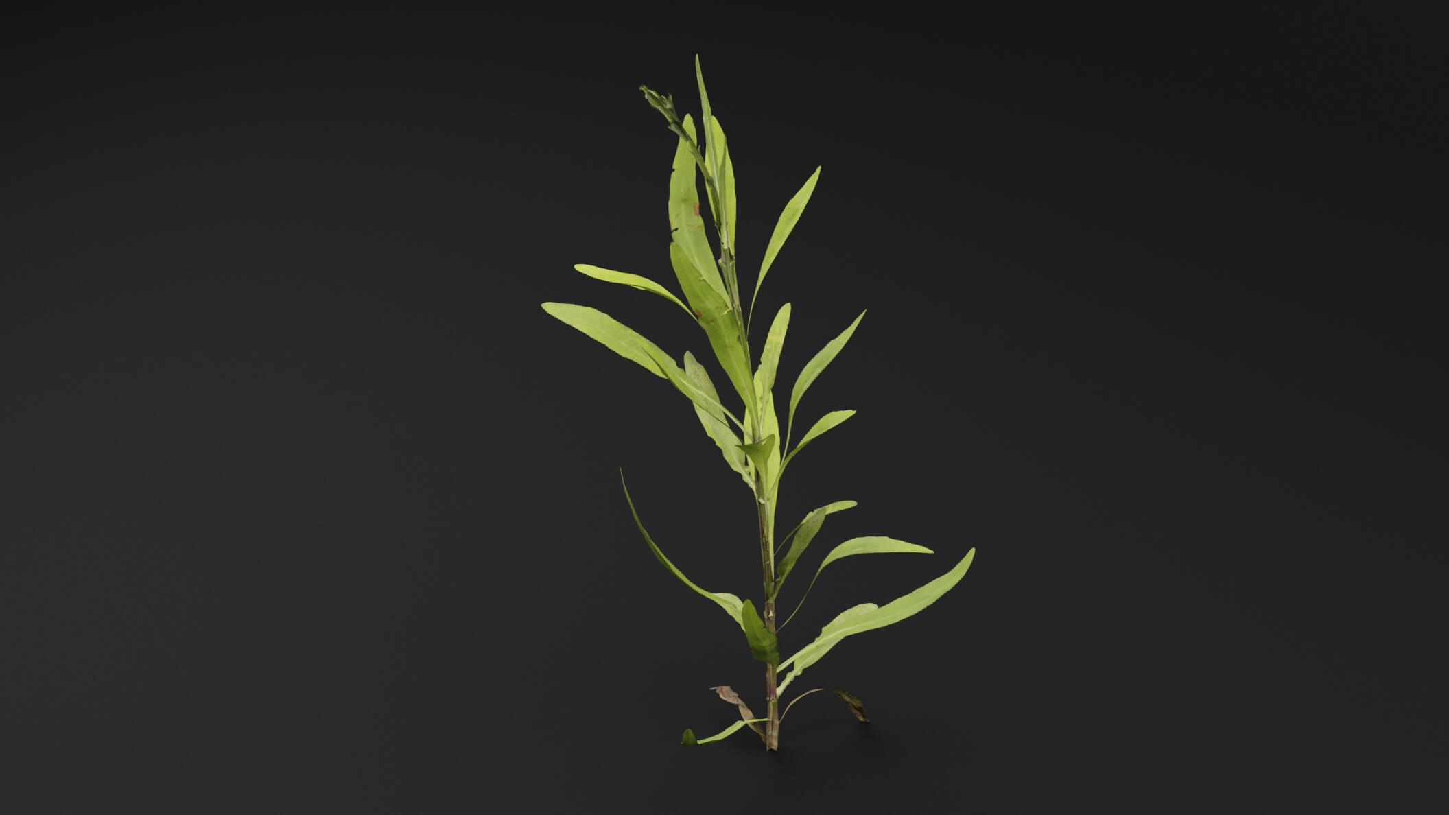 Realistic Weed Plant - 3D Model by Green Lander