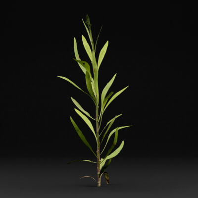 Realistic Weed Plant - 3D Model by Green Lander