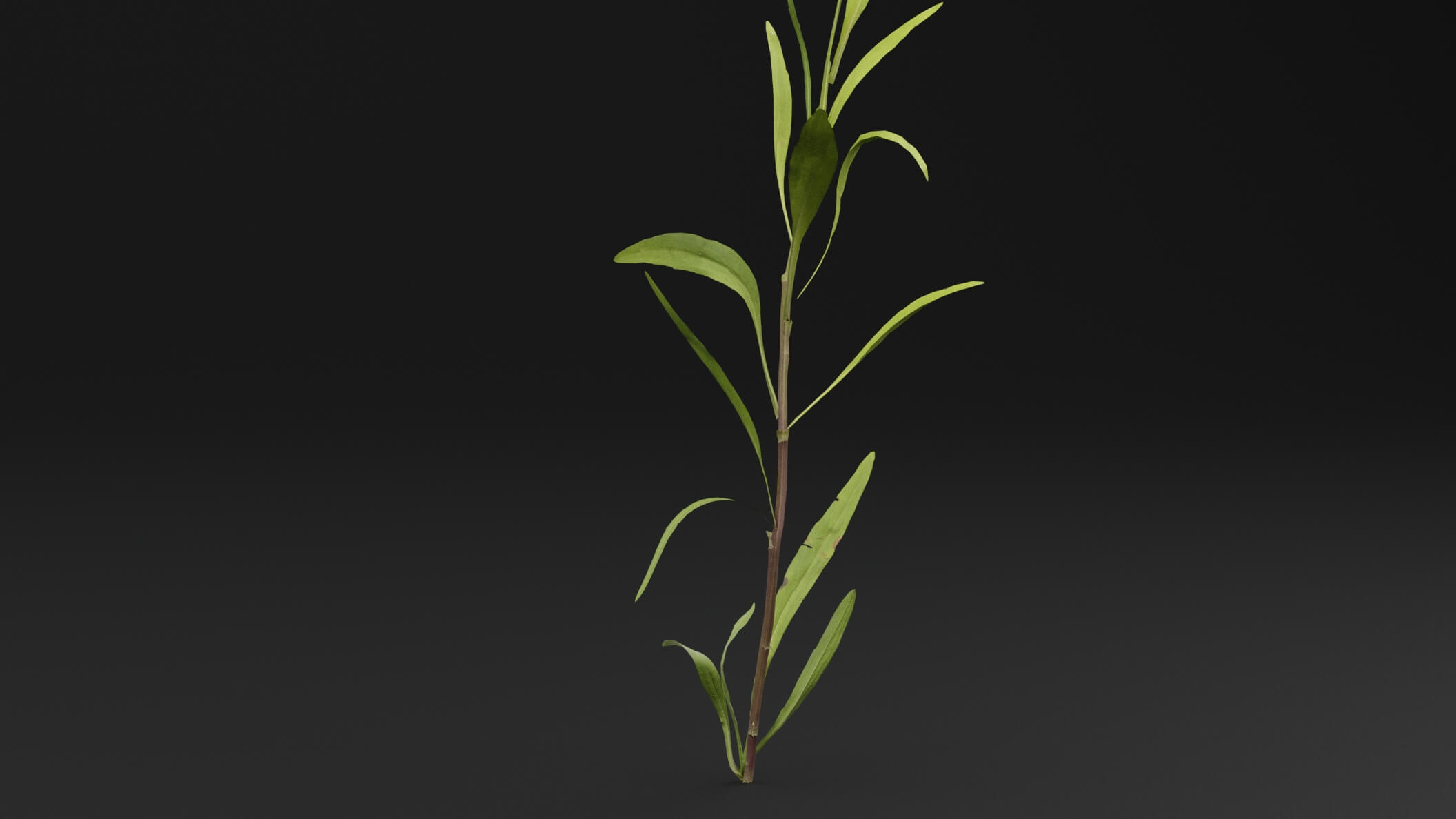 Realistic Weed Plant - 3D Model by Green Lander