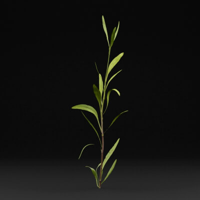 Realistic Weed Plant - 3D Model by Green Lander