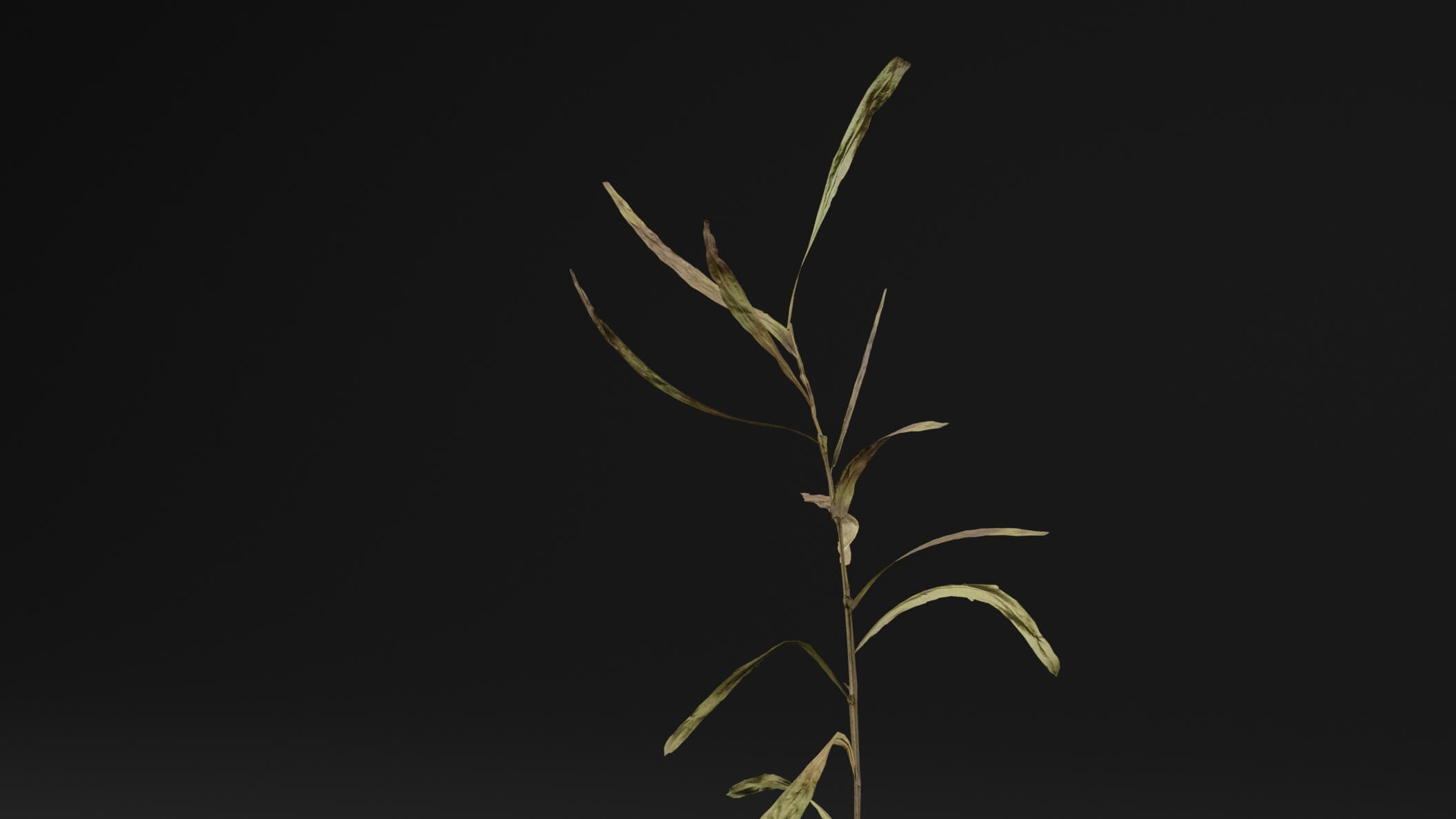 Realistic Weed Plant - 3D Model by Green Lander