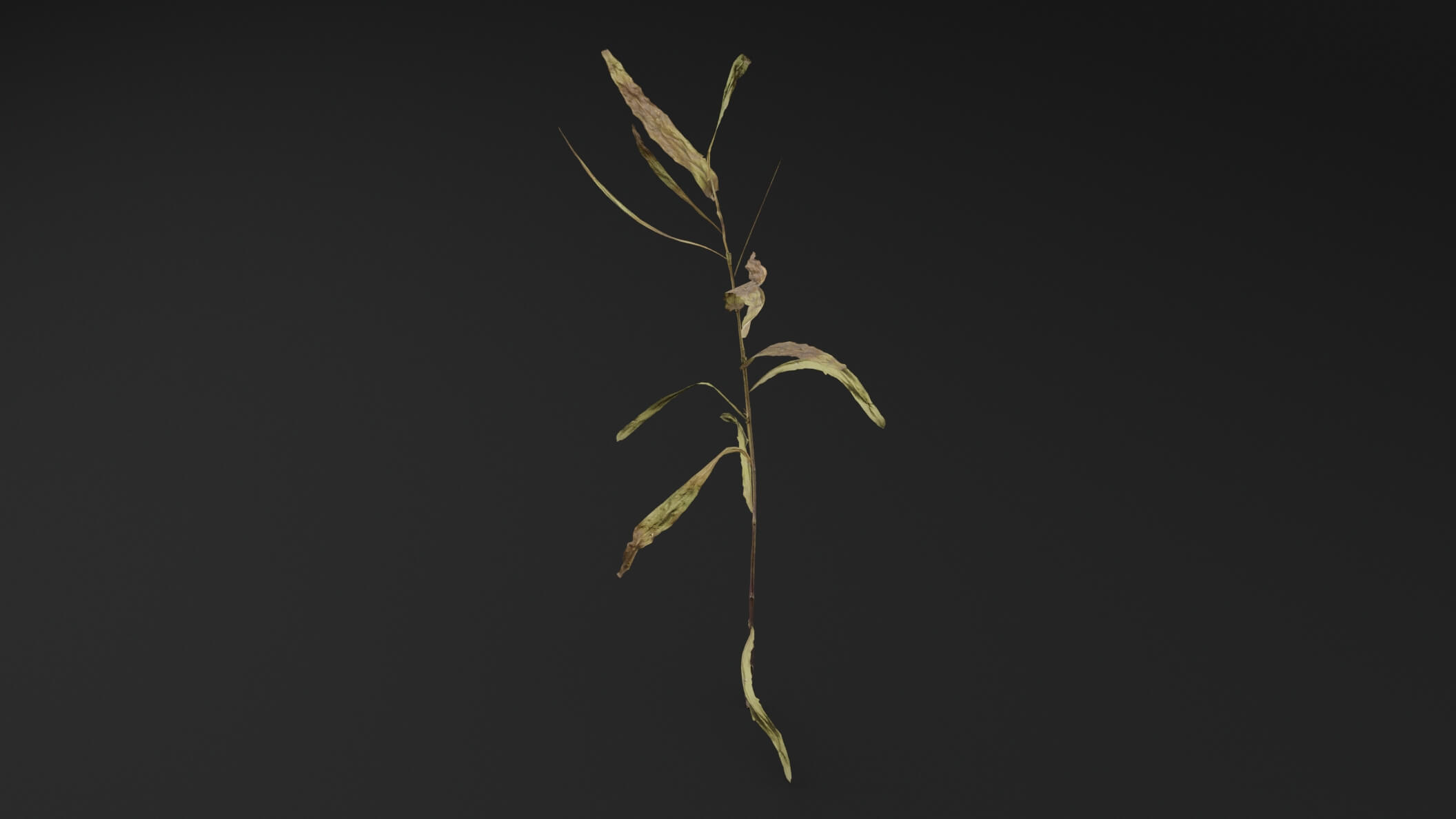 Realistic Weed Plant - 3D Model by Green Lander