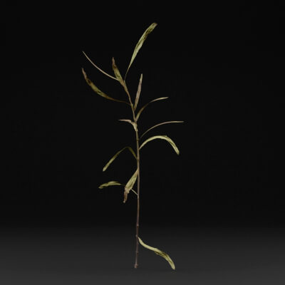Realistic Weed Plant - 3D Model by Green Lander
