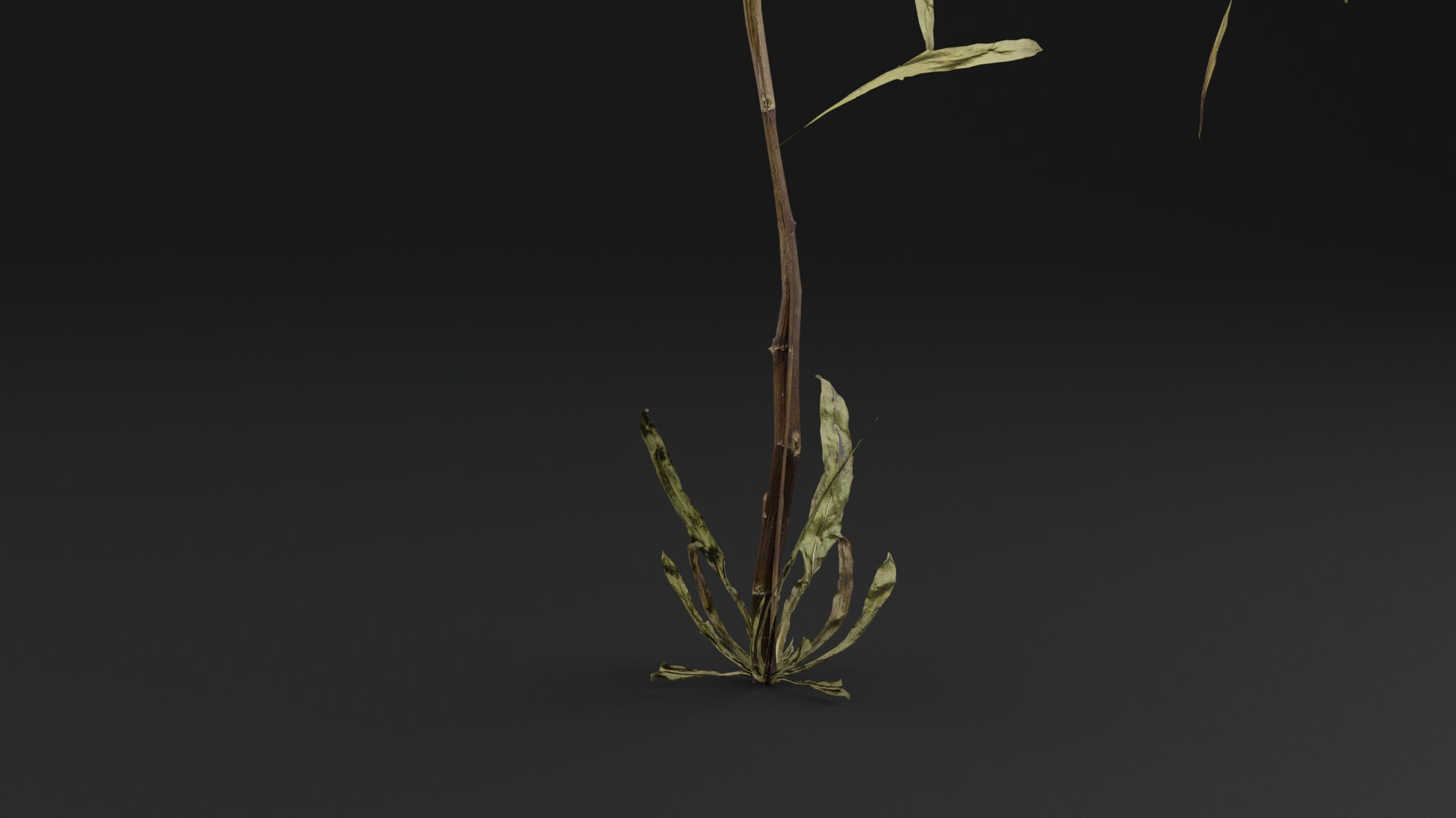 Realistic Weed Plant - 3D Model by Green Lander