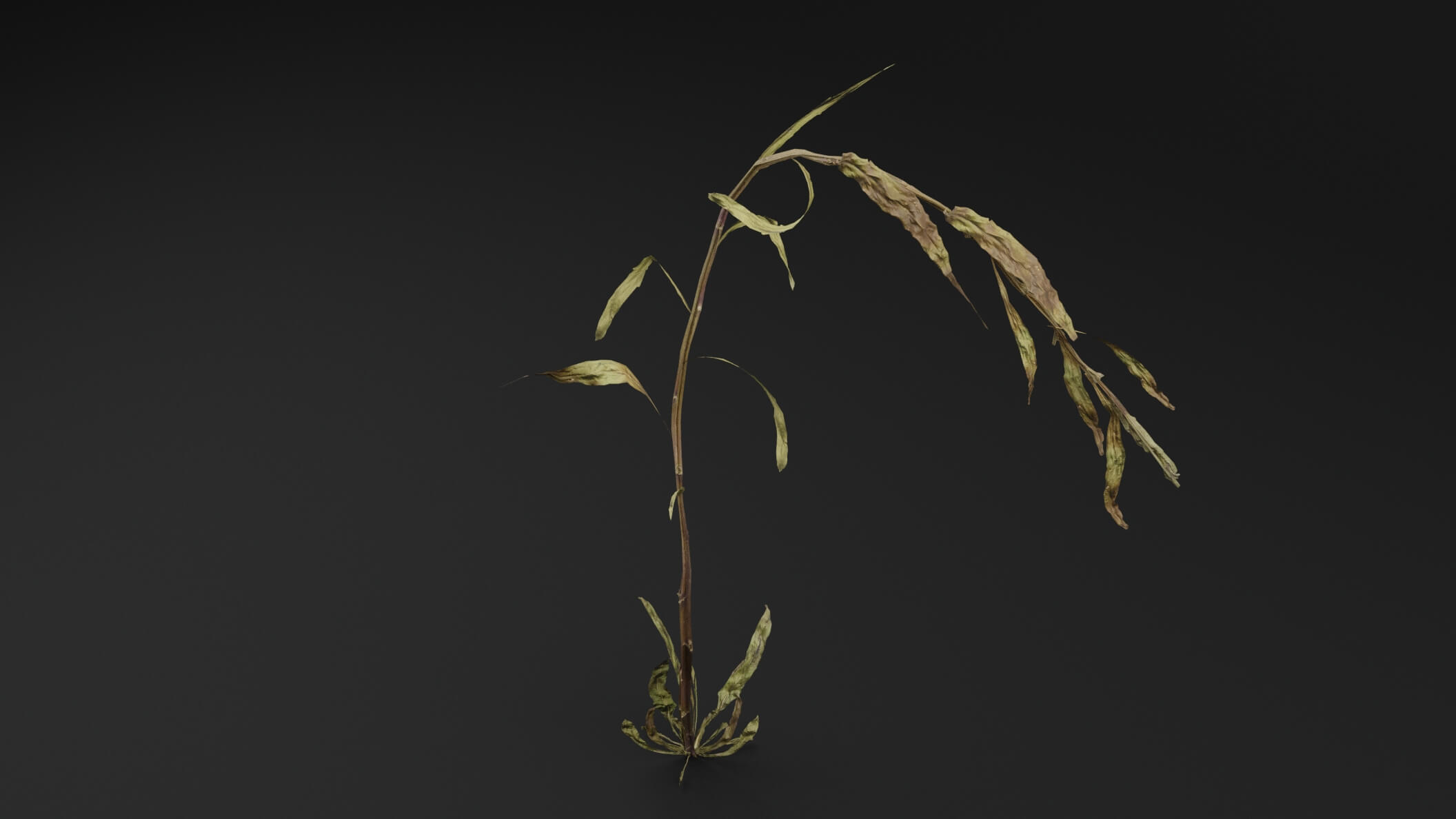 Realistic Weed Plant - 3D Model by Green Lander