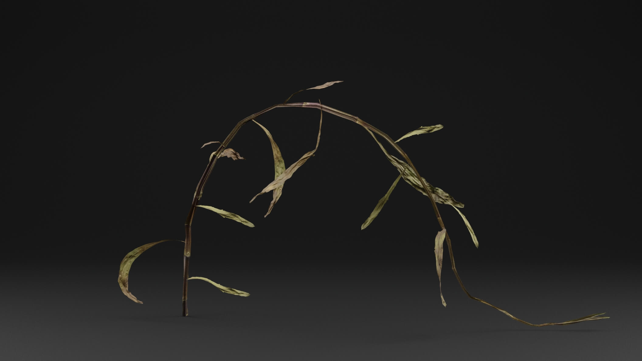 Realistic Weed Plant - 3D Model by Green Lander
