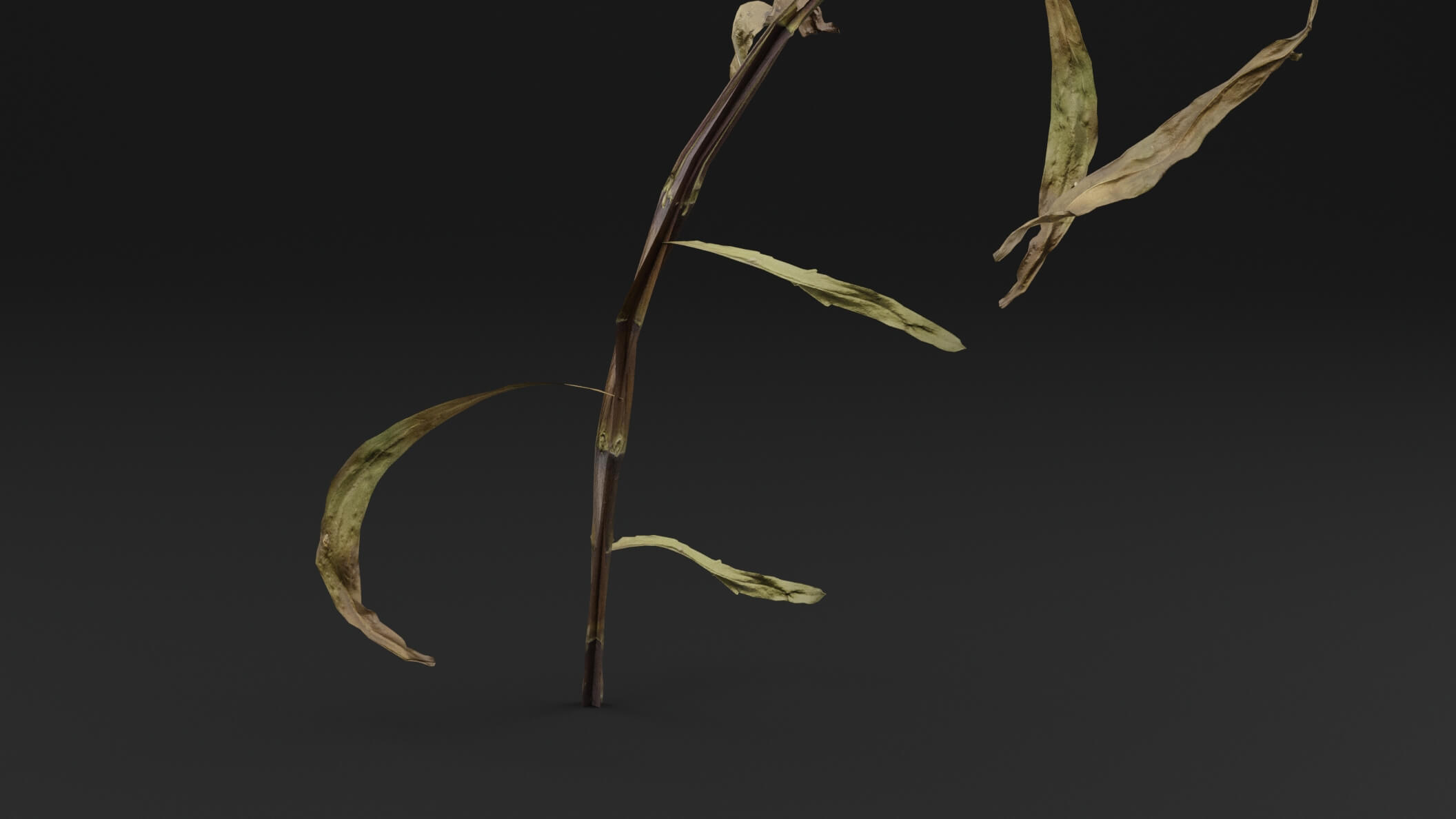 Realistic Weed Plant - 3D Model by Green Lander