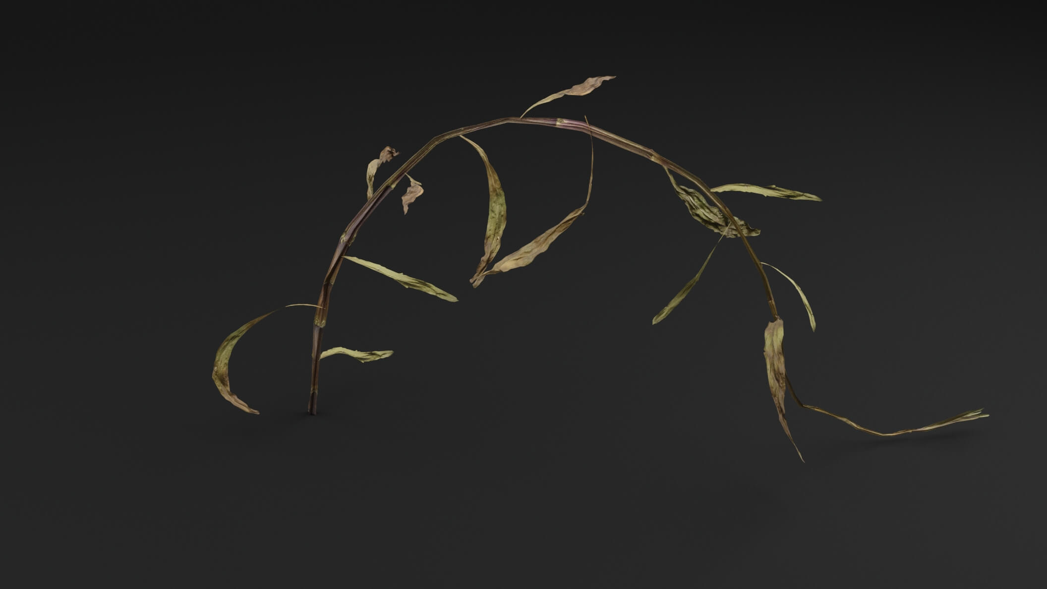 Realistic Weed Plant - 3D Model by Green Lander
