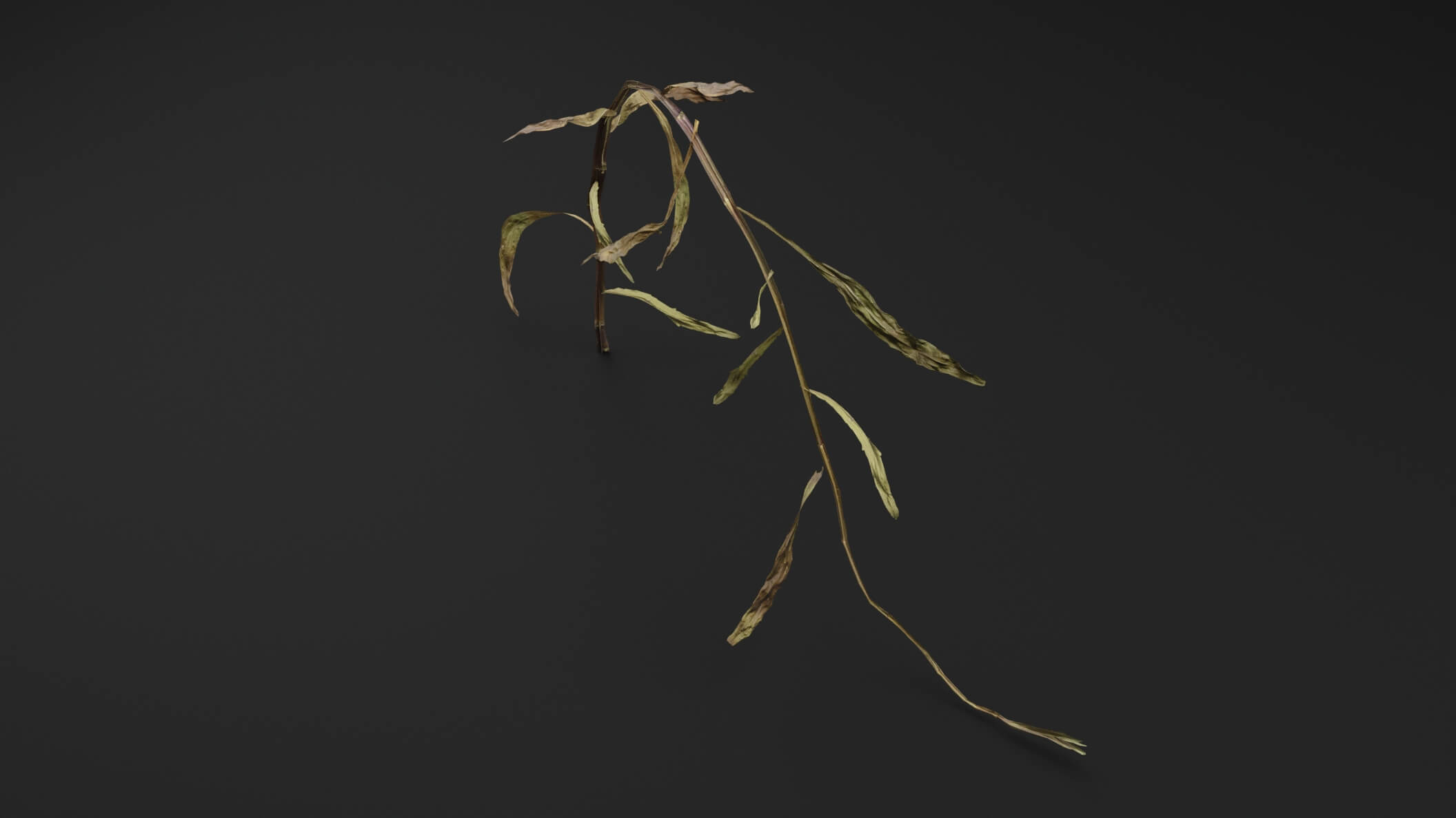 Realistic Weed Plant - 3D Model by Green Lander