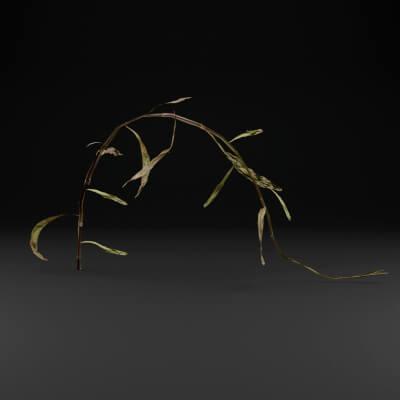 Realistic Weed Plant - 3D Model by Green Lander