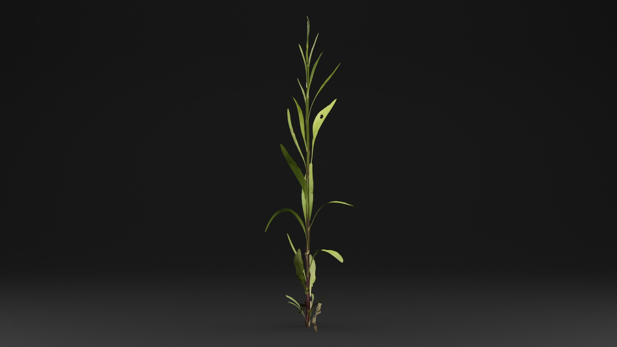 Realistic Weed Plant - 3D Model by Green Lander
