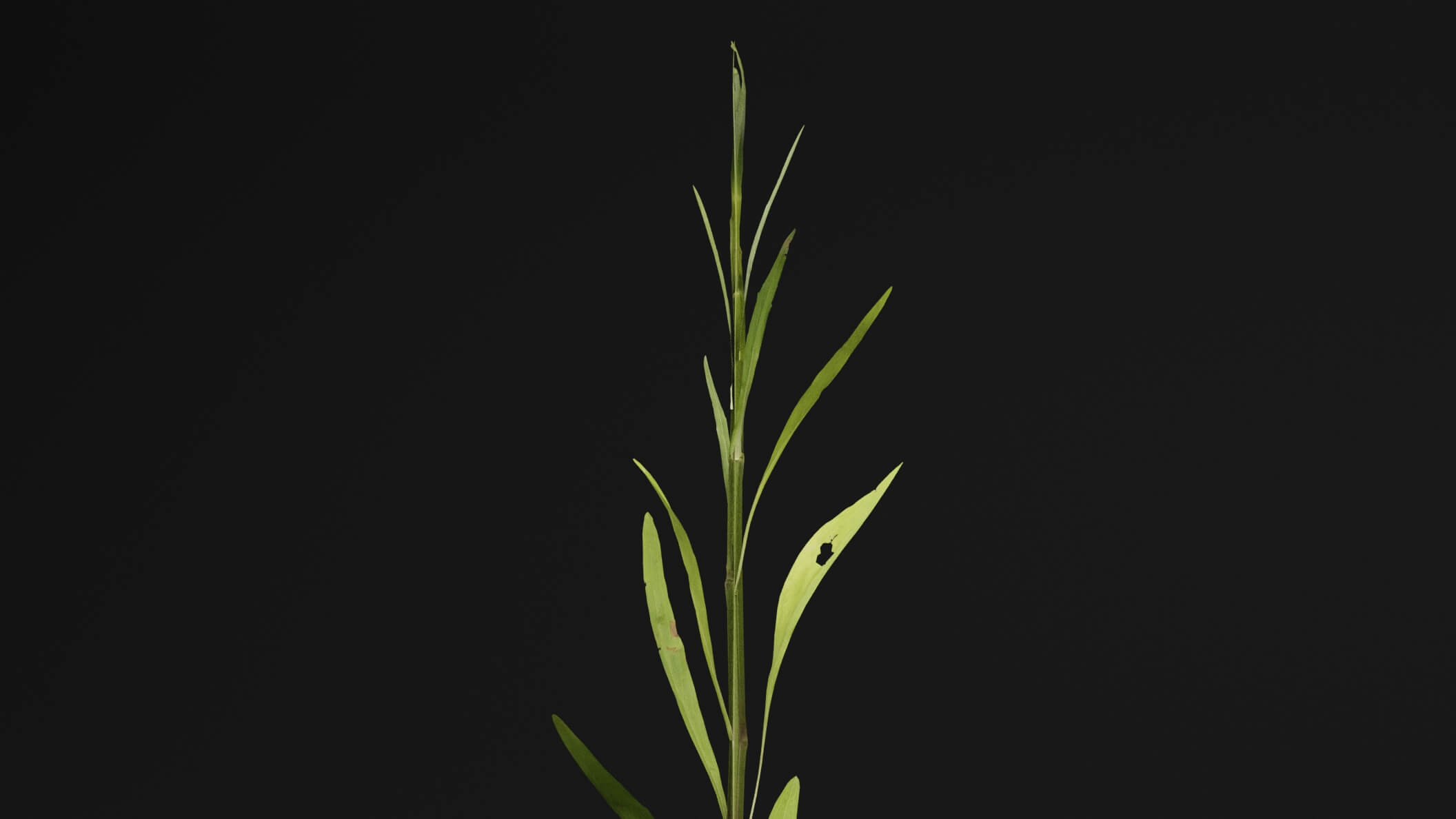 Realistic Weed Plant - 3D Model by Green Lander