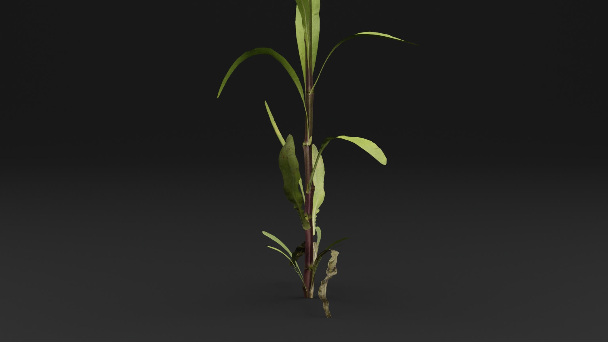 Realistic Weed Plant - 3D Model by Green Lander