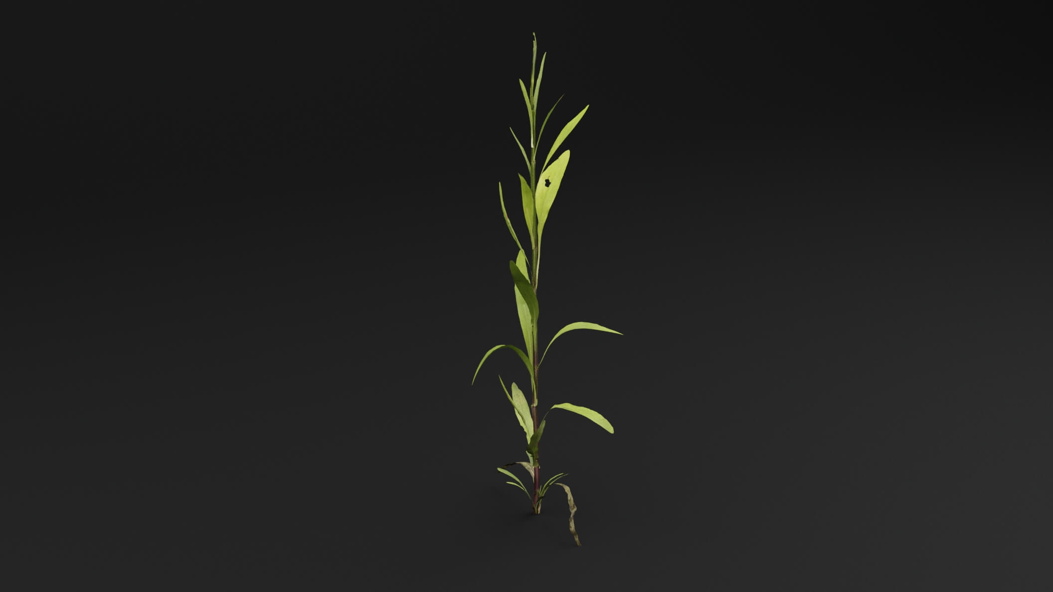 Realistic Weed Plant - 3D Model by Green Lander