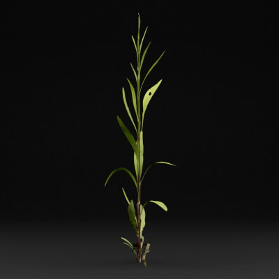 Realistic Weed Plant - 3D Model by Green Lander