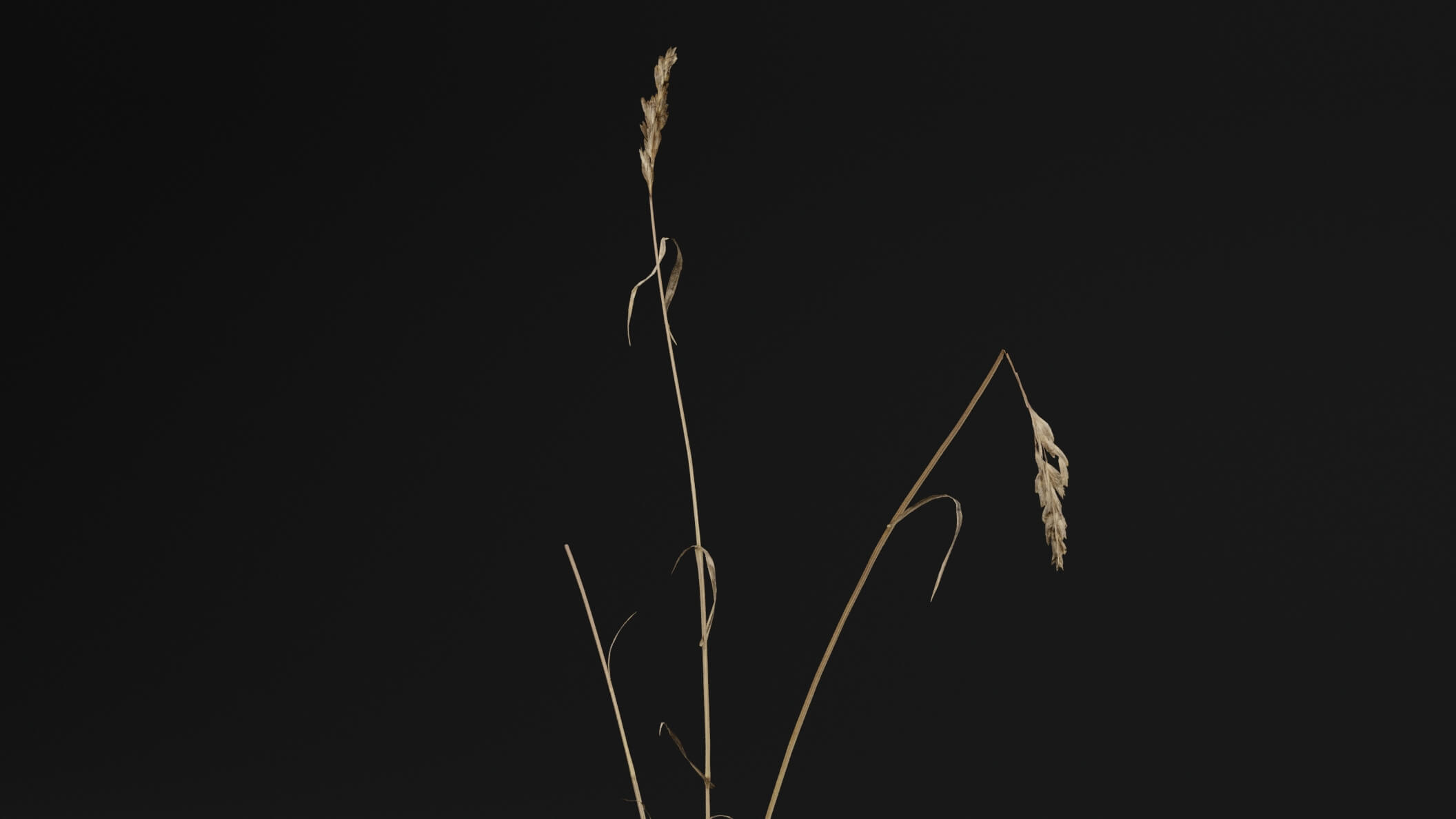 Realistic Wheat Plant - 3D Model by Green Lander