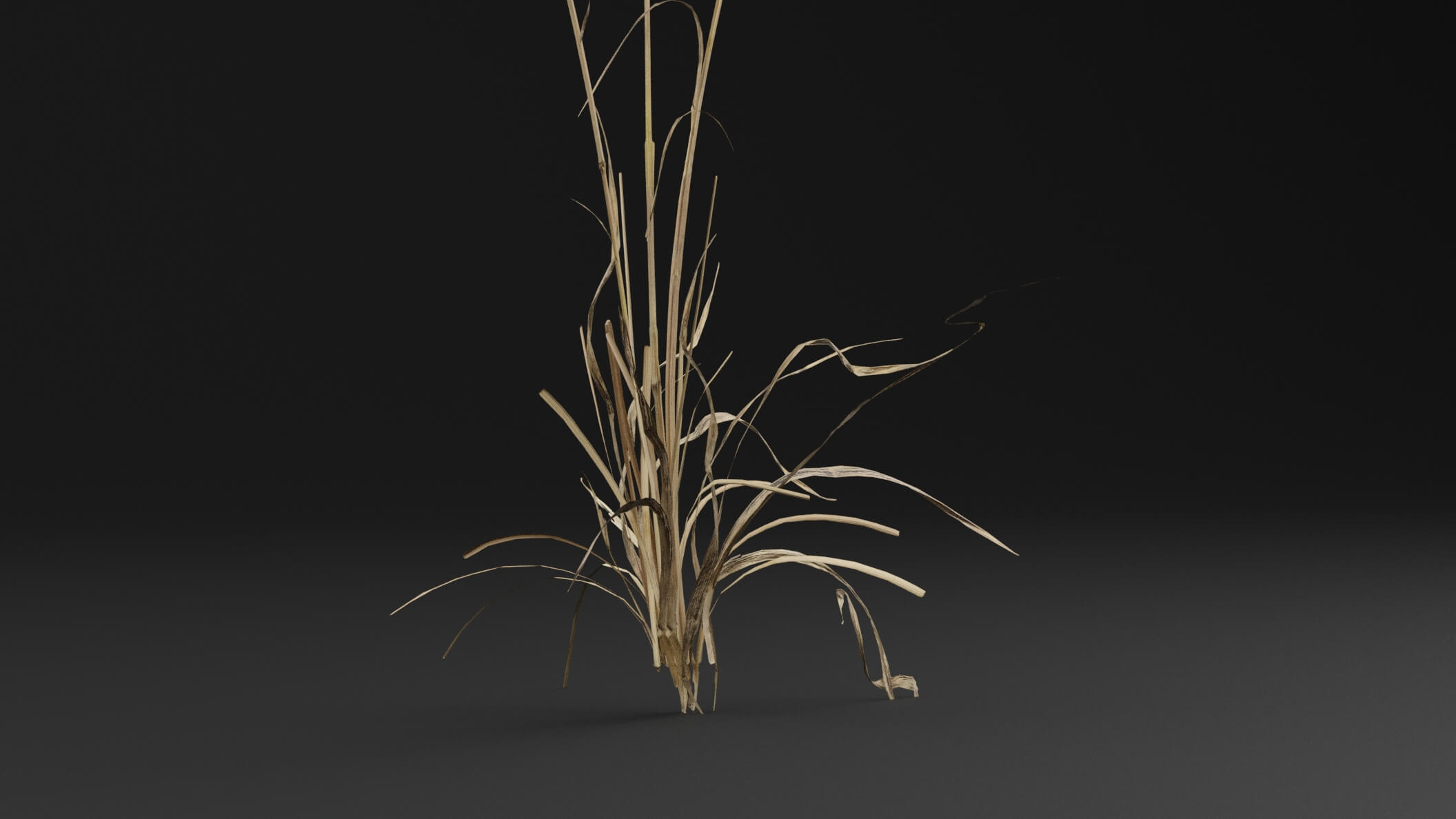Realistic Wheat Plant - 3D Model by Green Lander