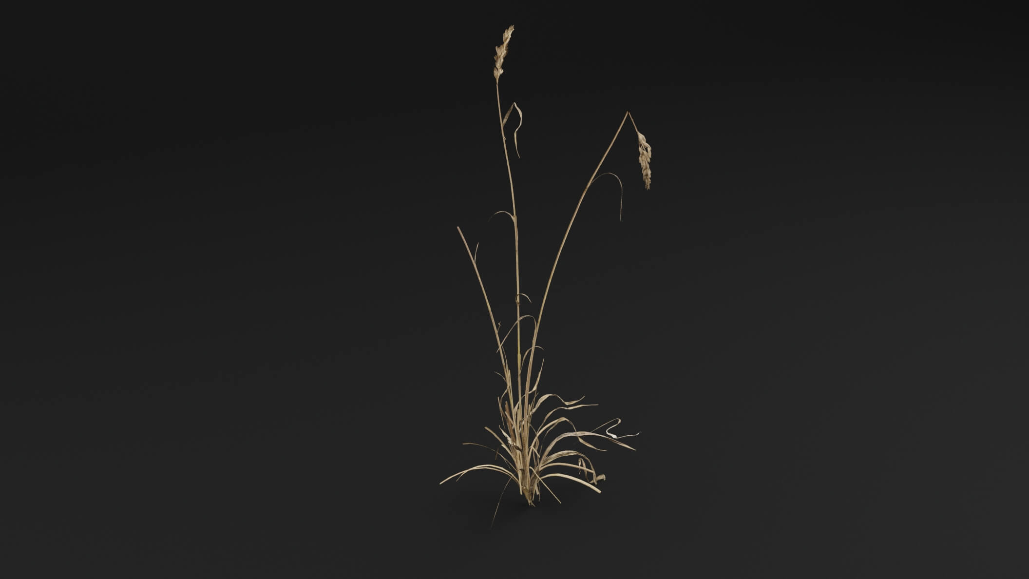 Realistic Wheat Plant - 3D Model by Green Lander