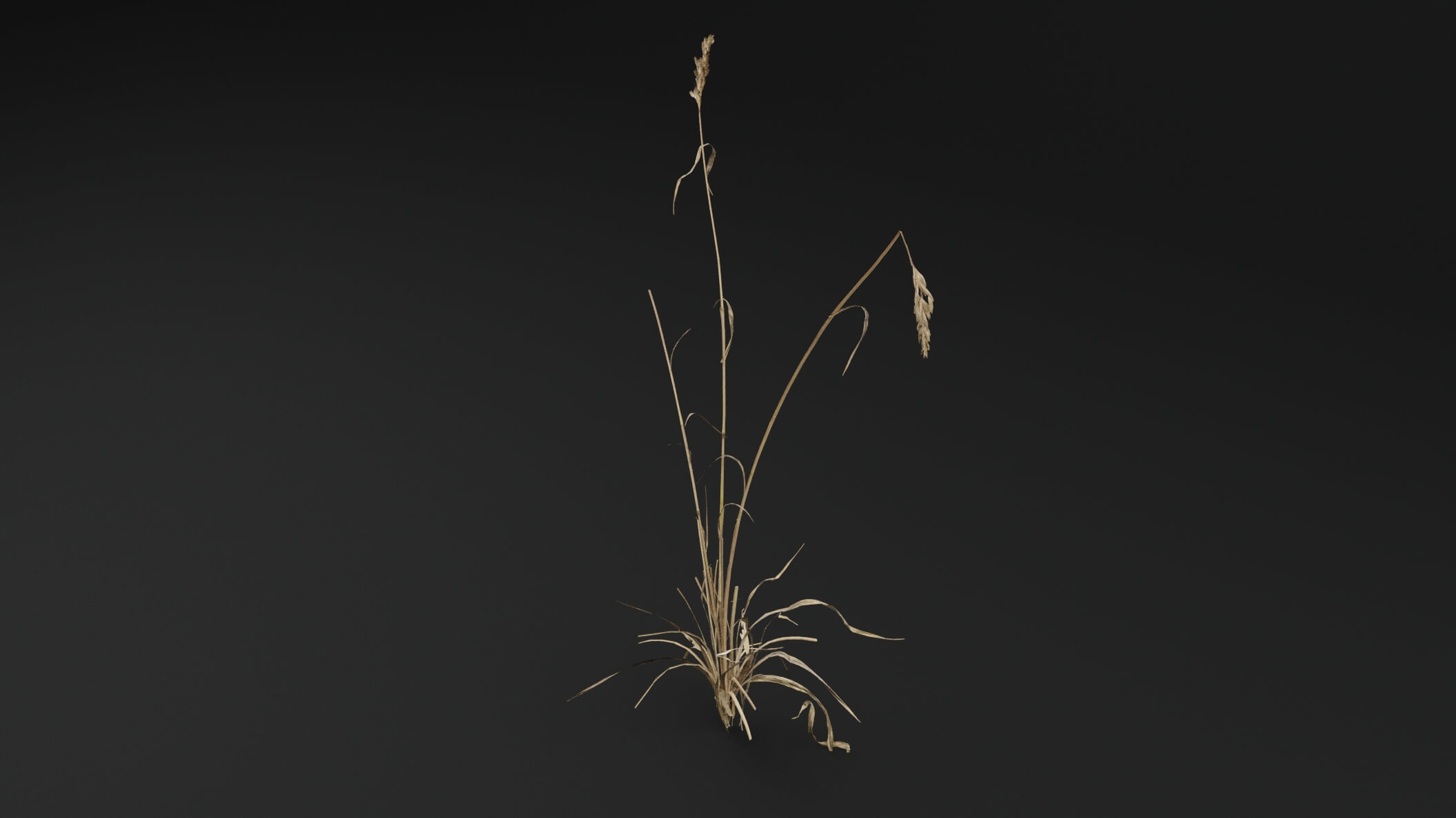 Realistic Wheat Plant - 3D Model by Green Lander