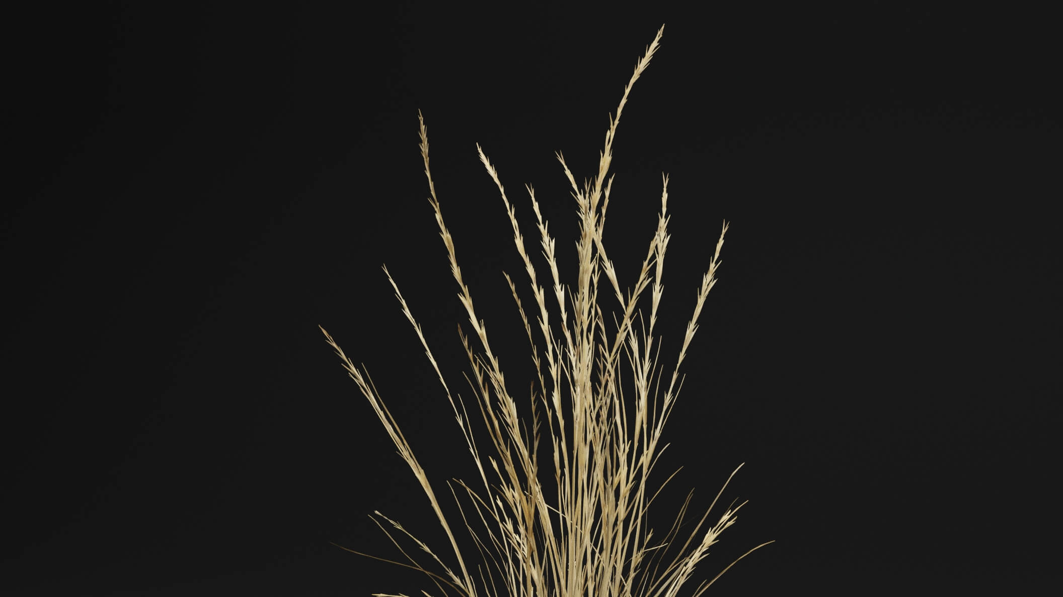 Realistic Wheat Plant - 3D Model by Green Lander