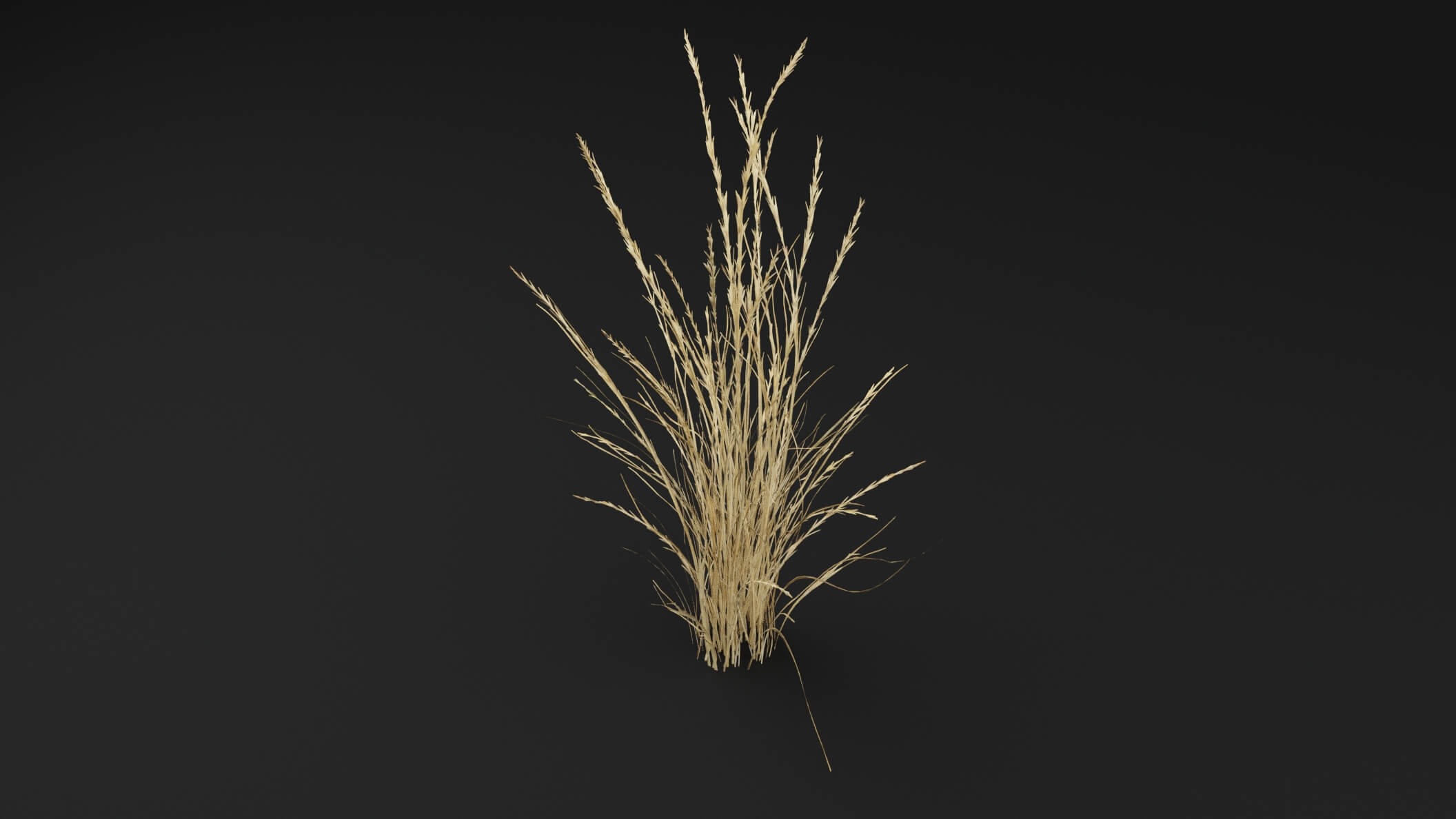 Realistic Wheat Plant - 3D Model by Green Lander