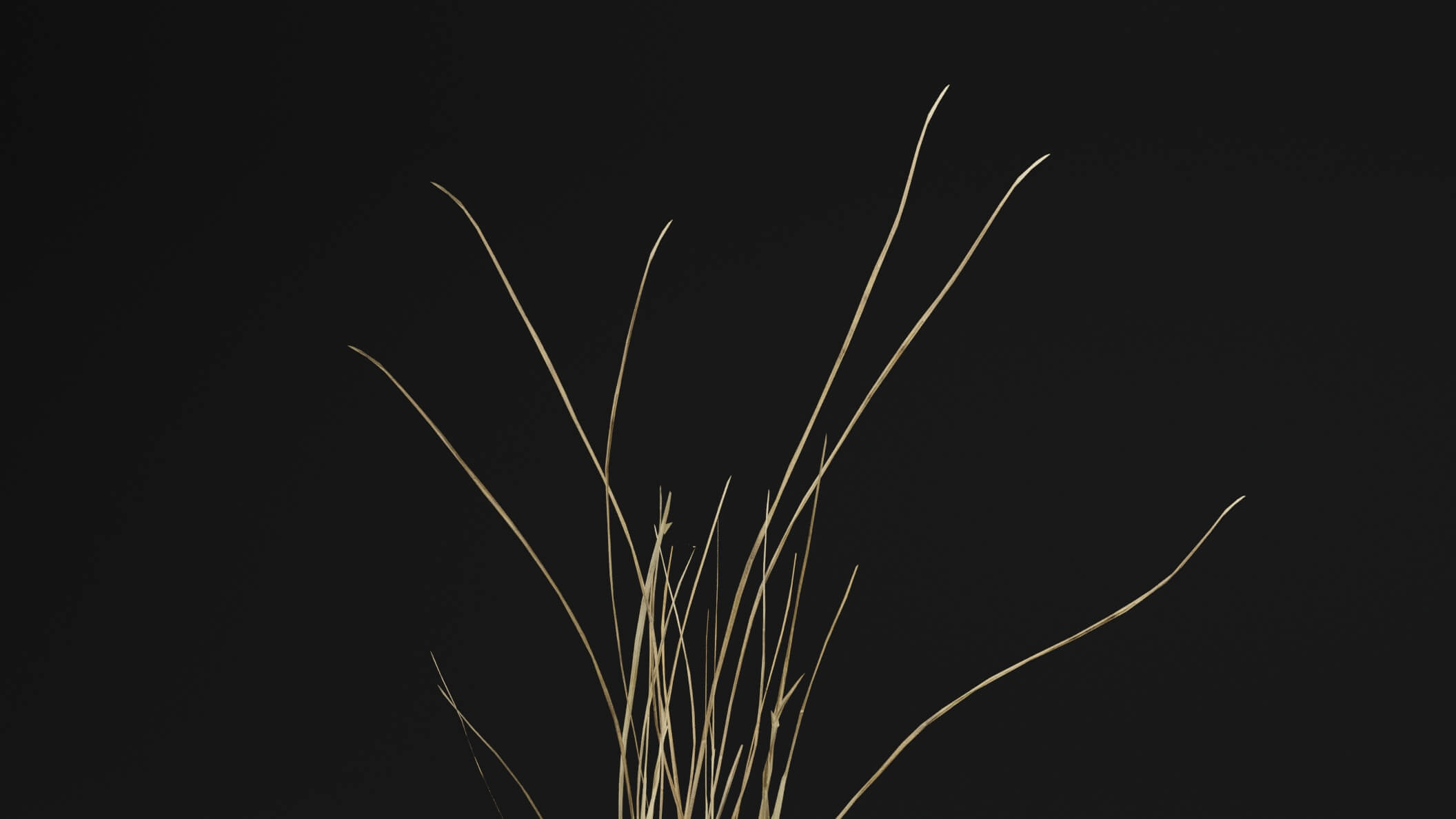 Realistic Wheat Plant - 3D Model by Green Lander