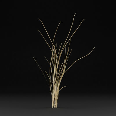 Realistic Wheat Plant - 3D Model by Green Lander