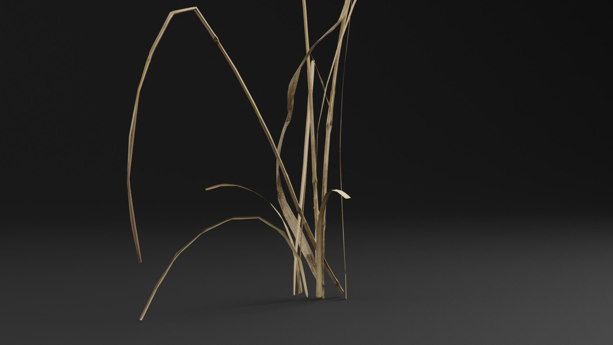 Realistic Wheat Plant - 3D Model by Green Lander