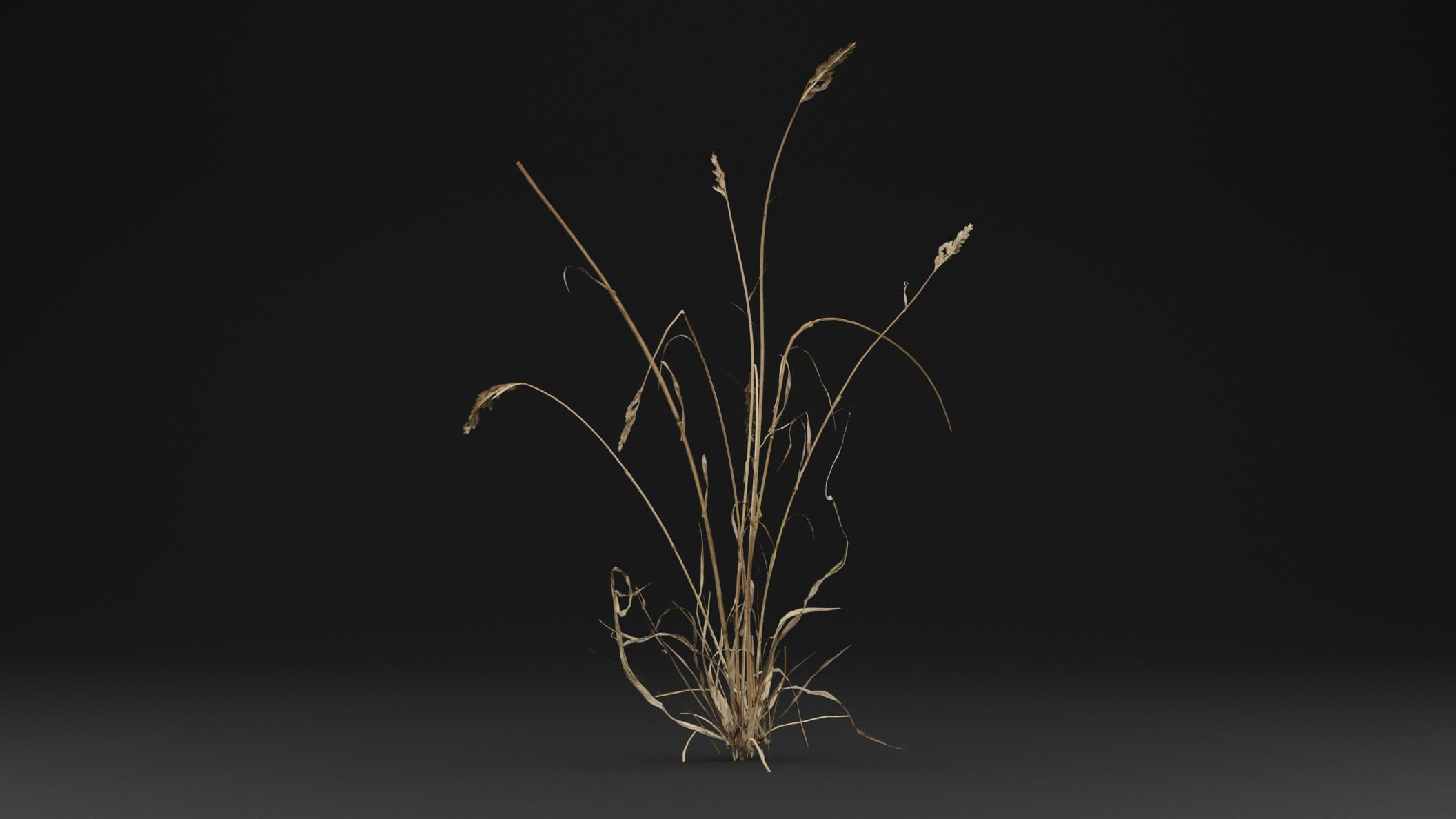 Realistic Wheat Plant - 3D Model by Green Lander