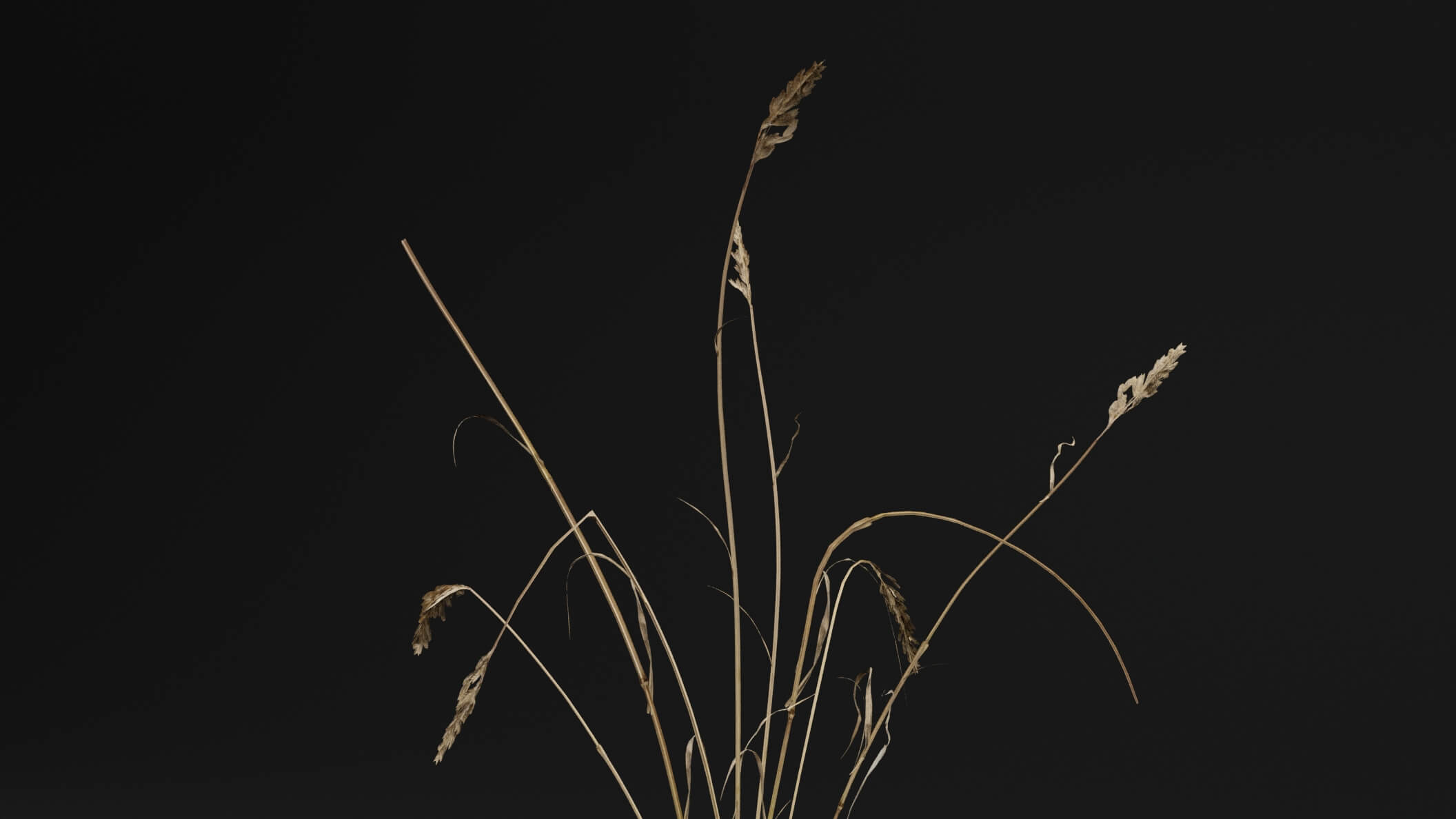 Realistic Wheat Plant - 3D Model by Green Lander