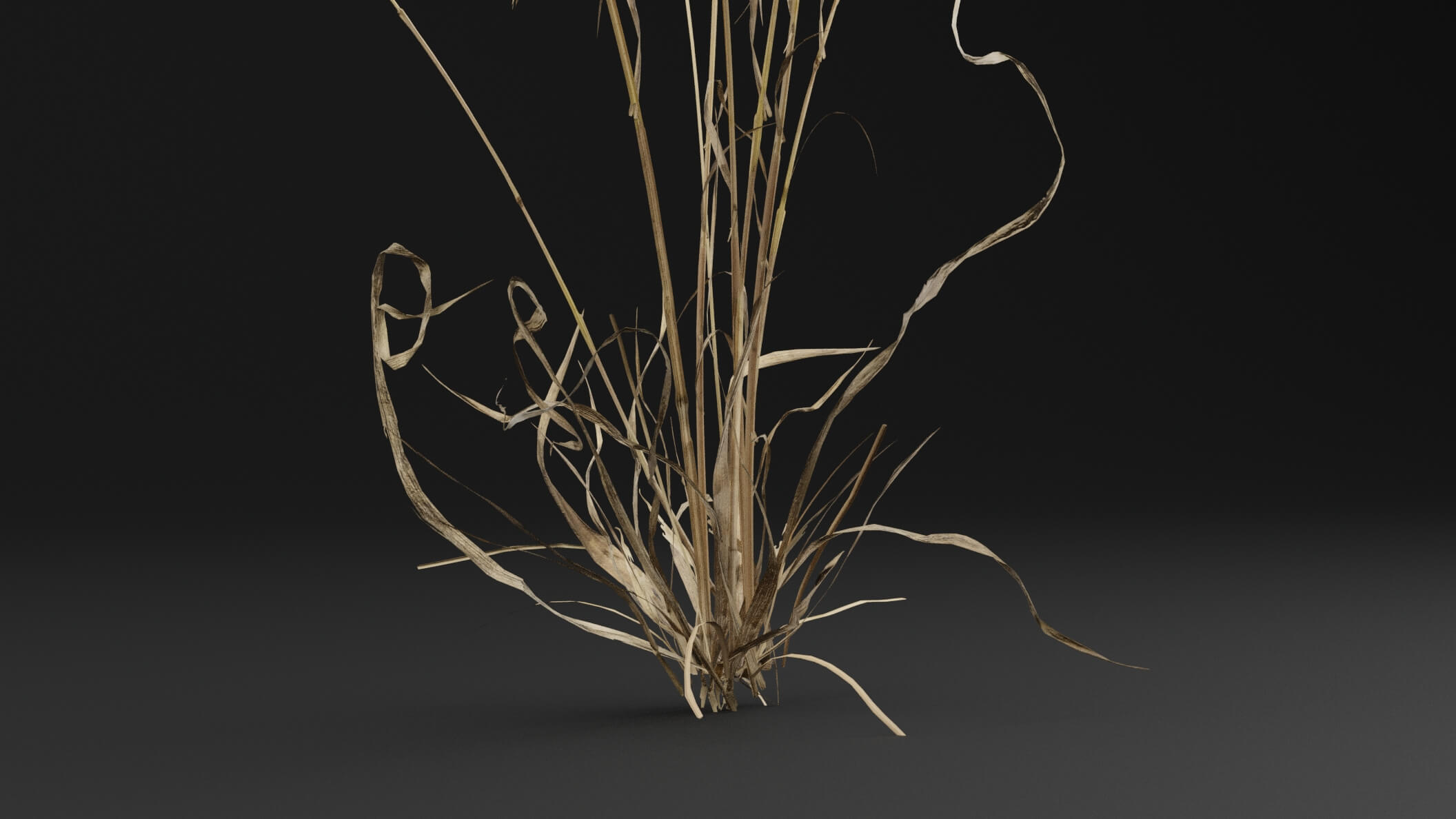 Realistic Wheat Plant - 3D Model by Green Lander