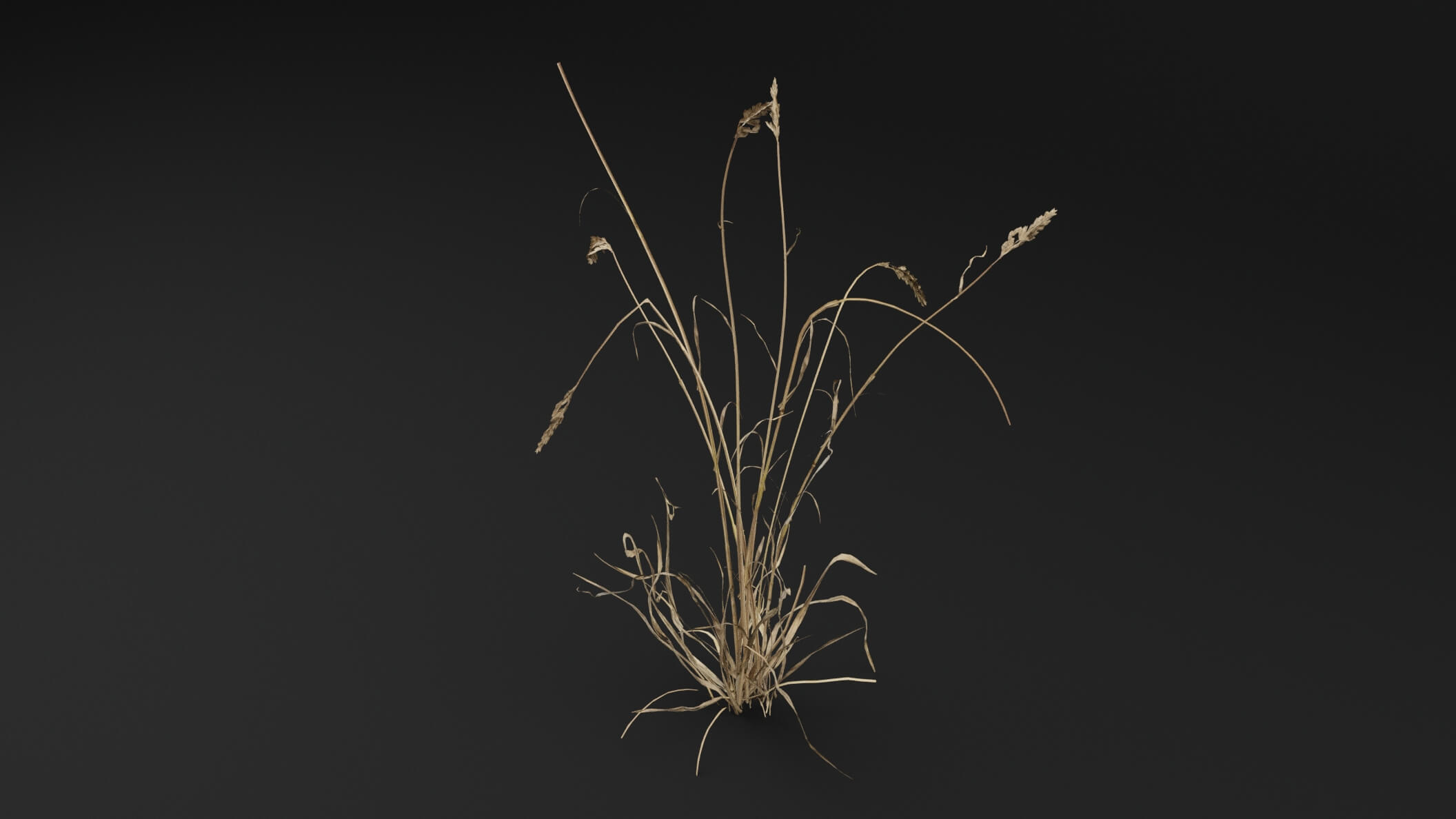 Realistic Wheat Plant - 3D Model by Green Lander