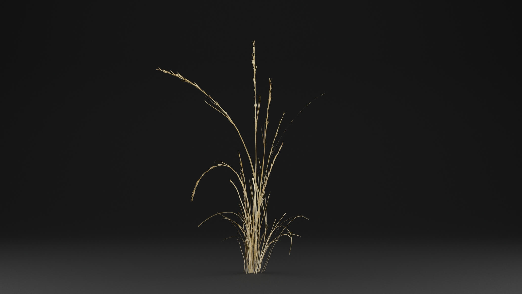 Realistic Wheat Plant - 3D Model by Green Lander