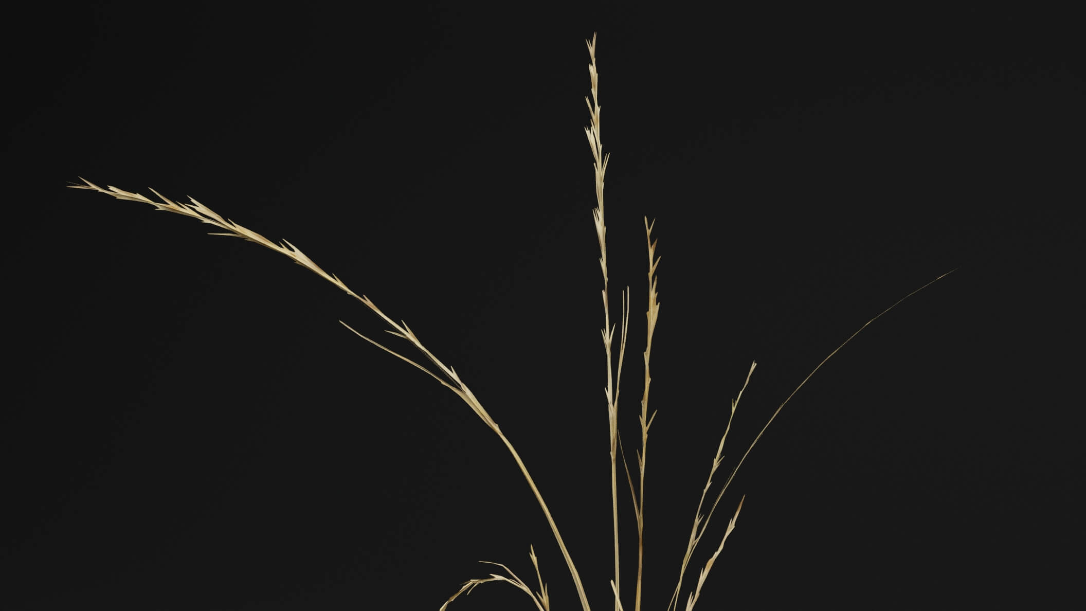 Realistic Wheat Plant - 3D Model by Green Lander