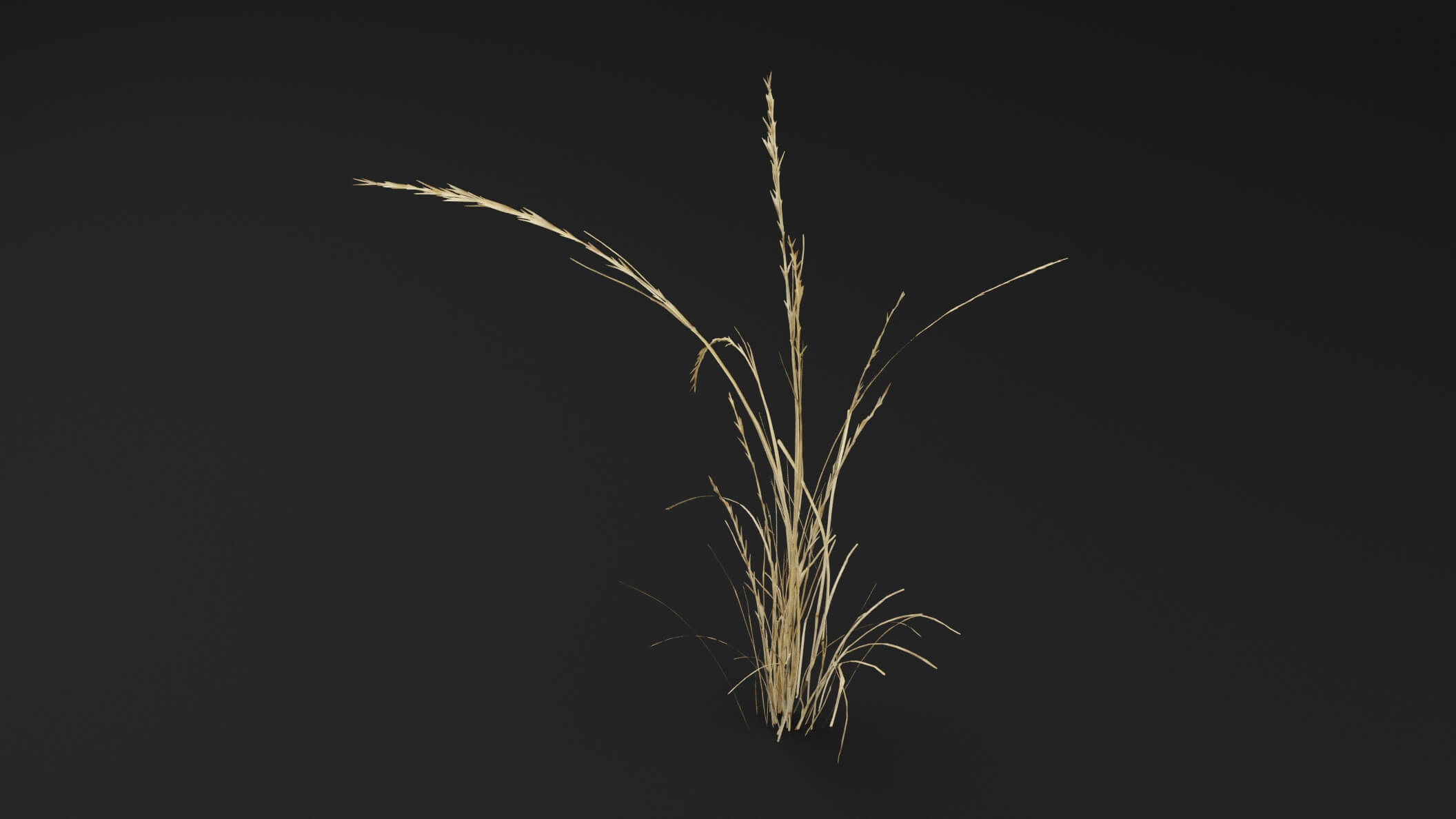 Realistic Wheat Plant - 3D Model by Green Lander