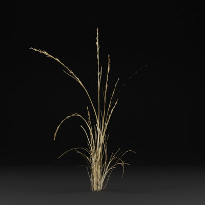 Realistic Wheat Plant - 3D Model by Green Lander