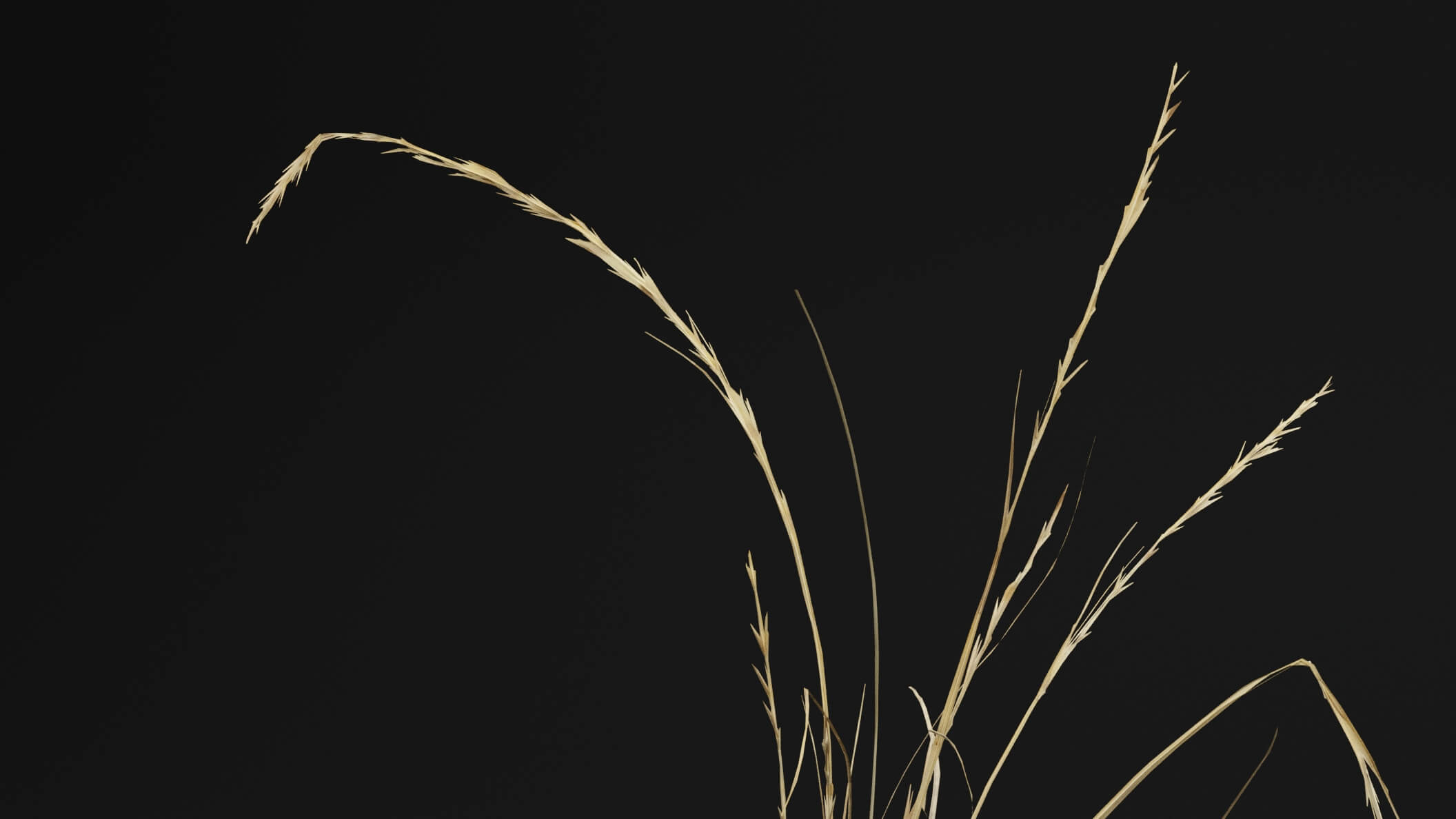 Realistic Wheat Plant - 3D Model by Green Lander