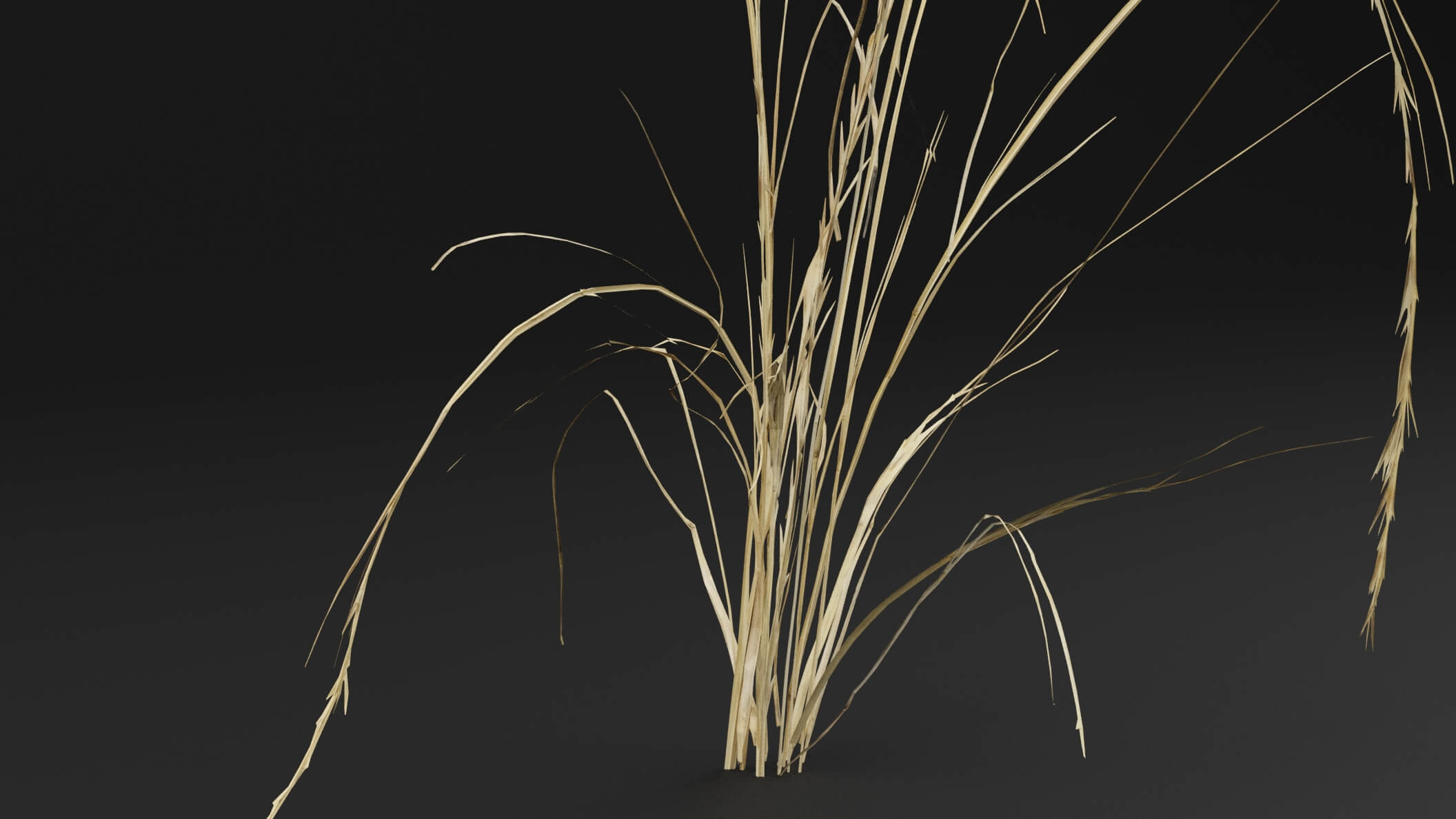 Realistic Wheat Plant - 3D Model by Green Lander