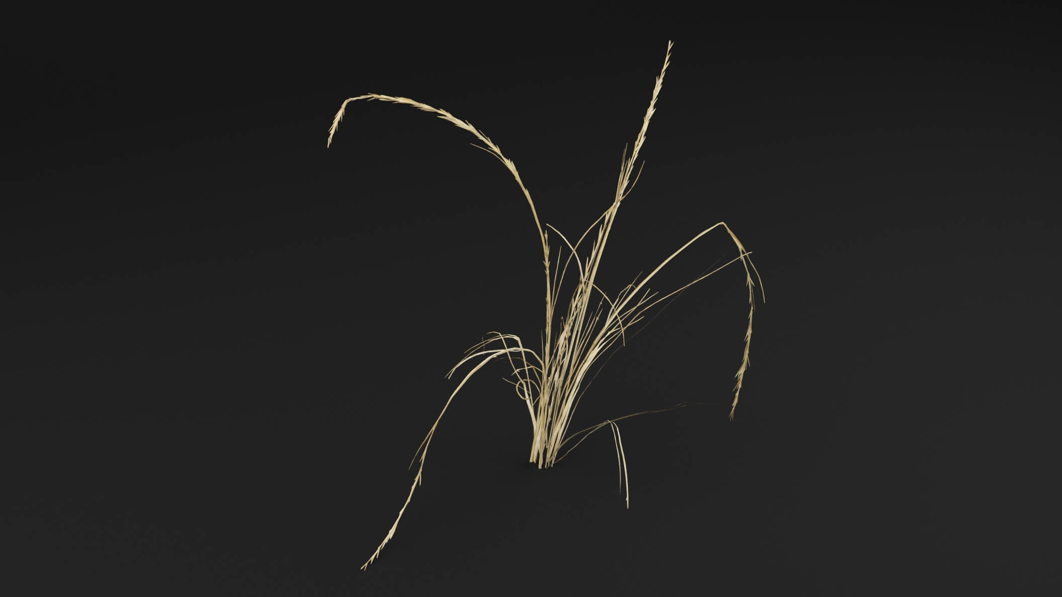 Realistic Wheat Plant - 3D Model by Green Lander