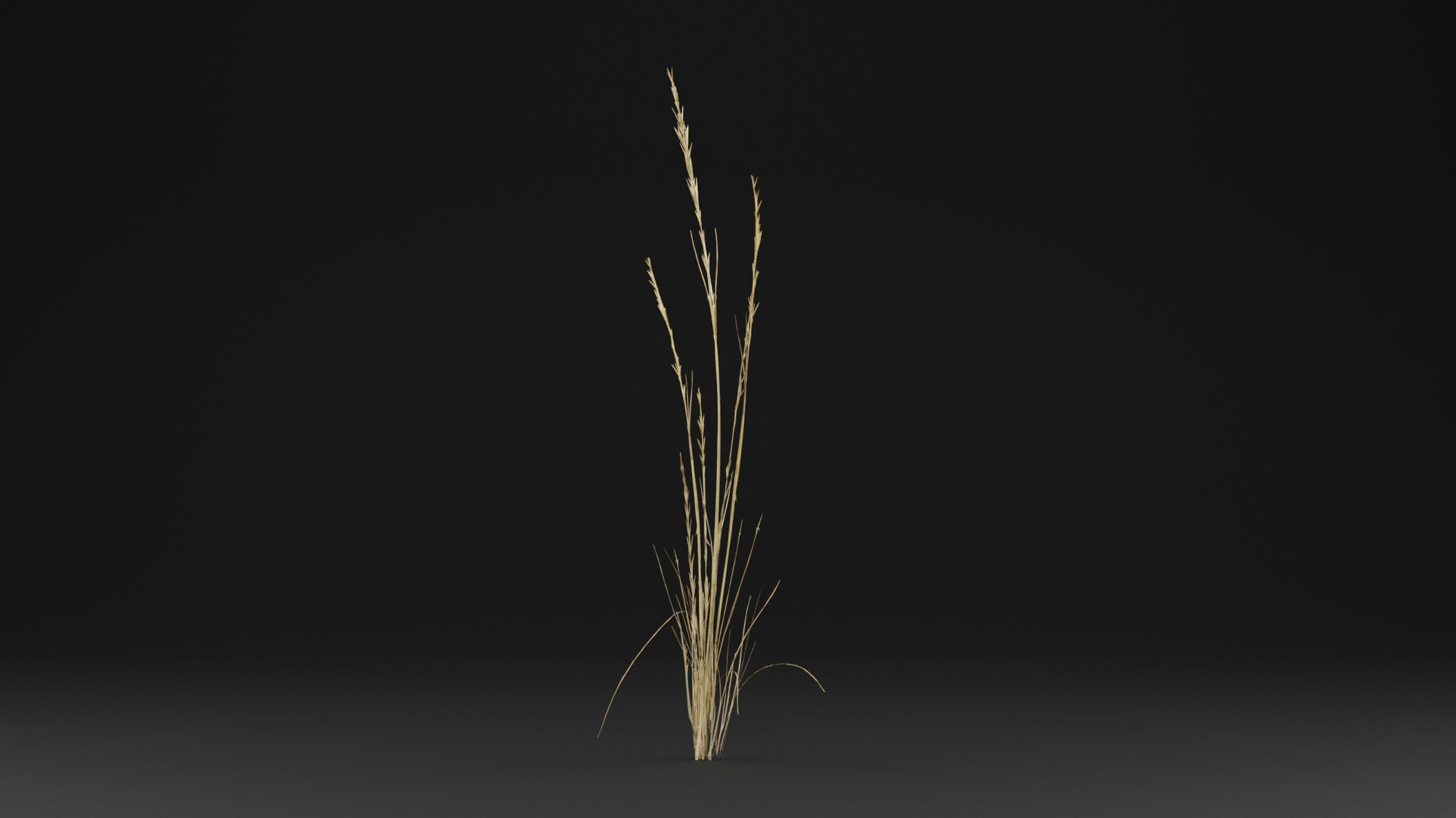 Realistic Wheat Plant - 3D Model by Green Lander