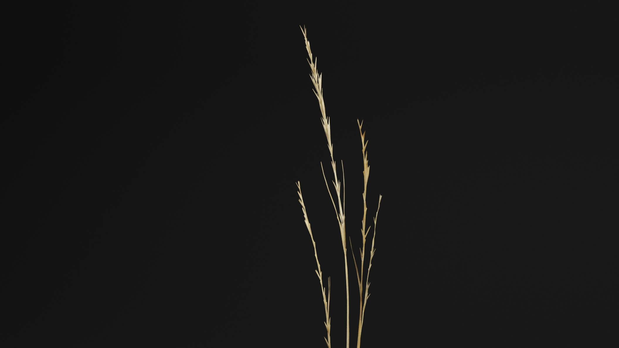 Realistic Wheat Plant - 3D Model by Green Lander